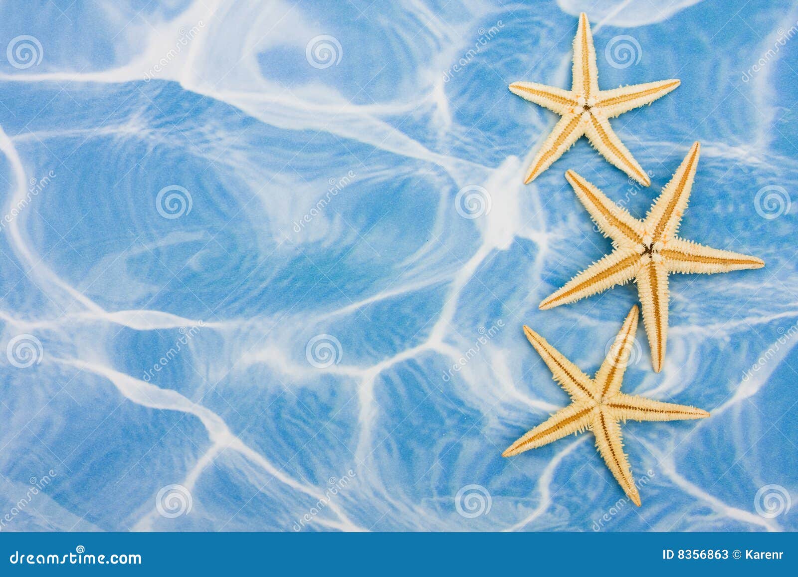 Starfish Border stock image. Image of border, animal, beach - 8356863