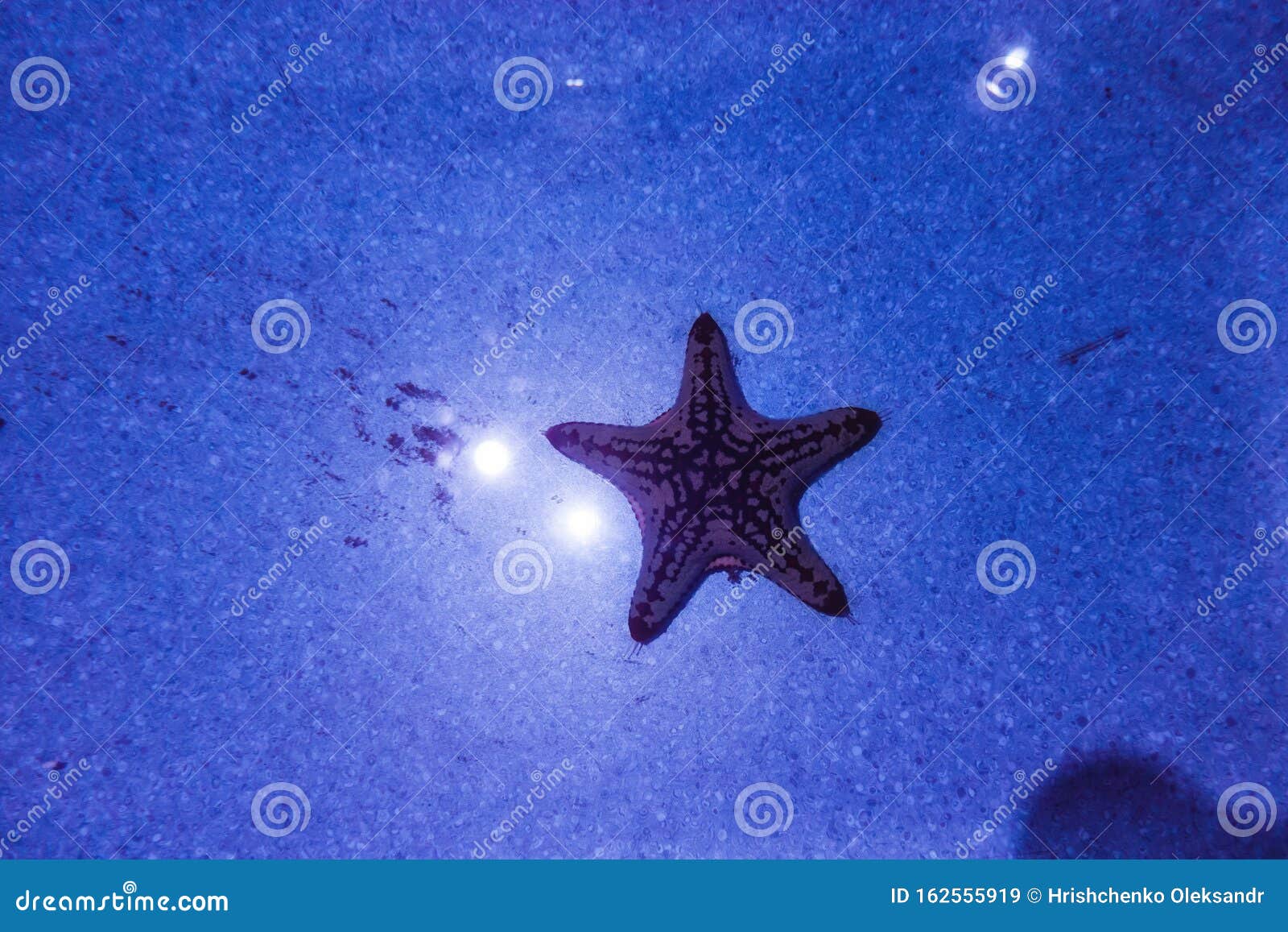 Starfish at the Bottom of Blue Water Stock Image - Image of echinoderm ...