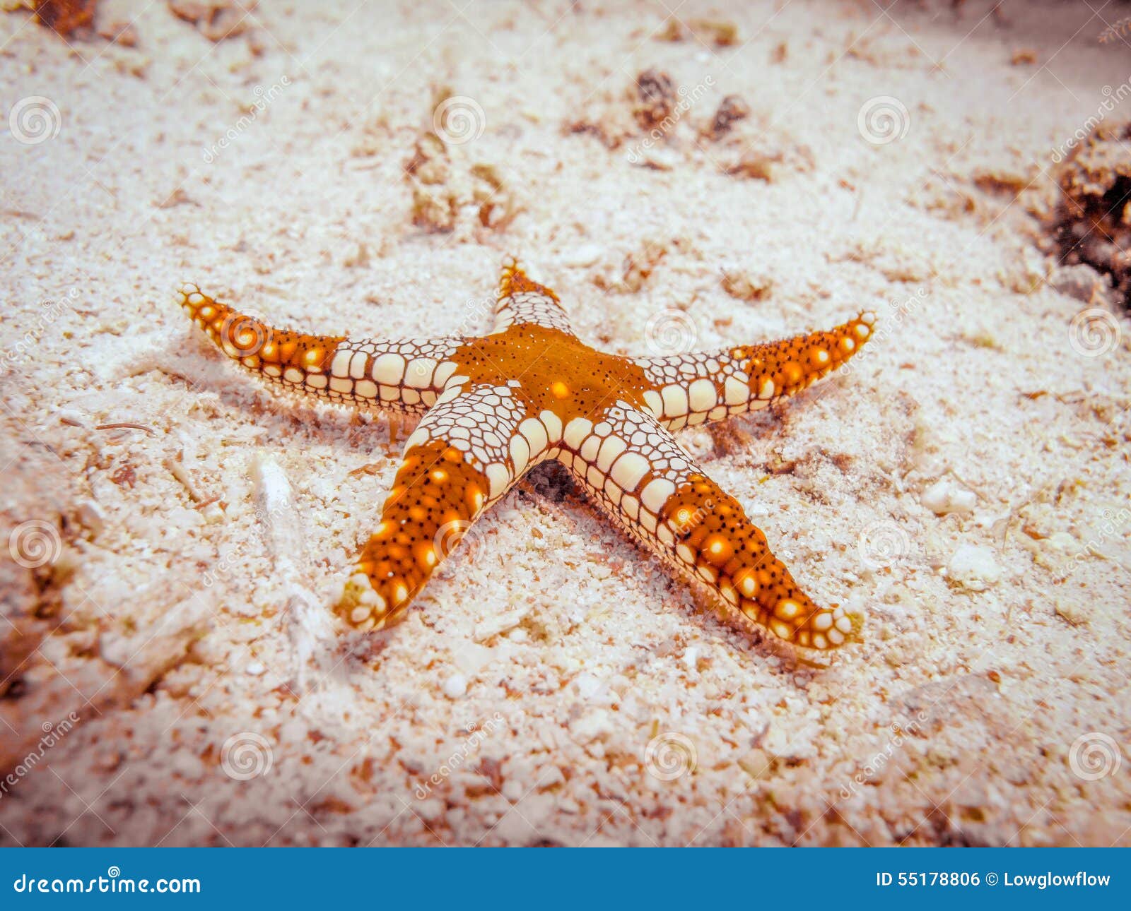 Starfish at the Bottom of the Sea Stock Photo - Image of corals, lonely ...