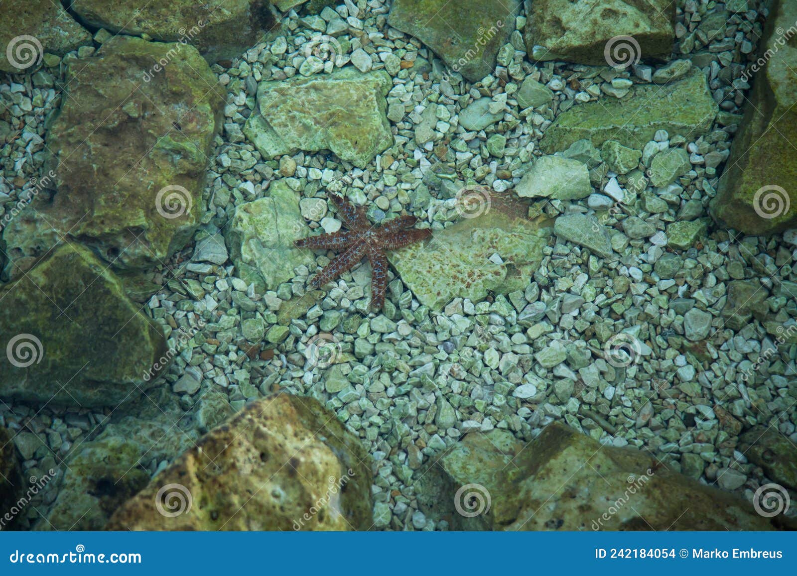 Starfish at the Bottom of the Sea Stock Photo - Image of undersea, reef ...