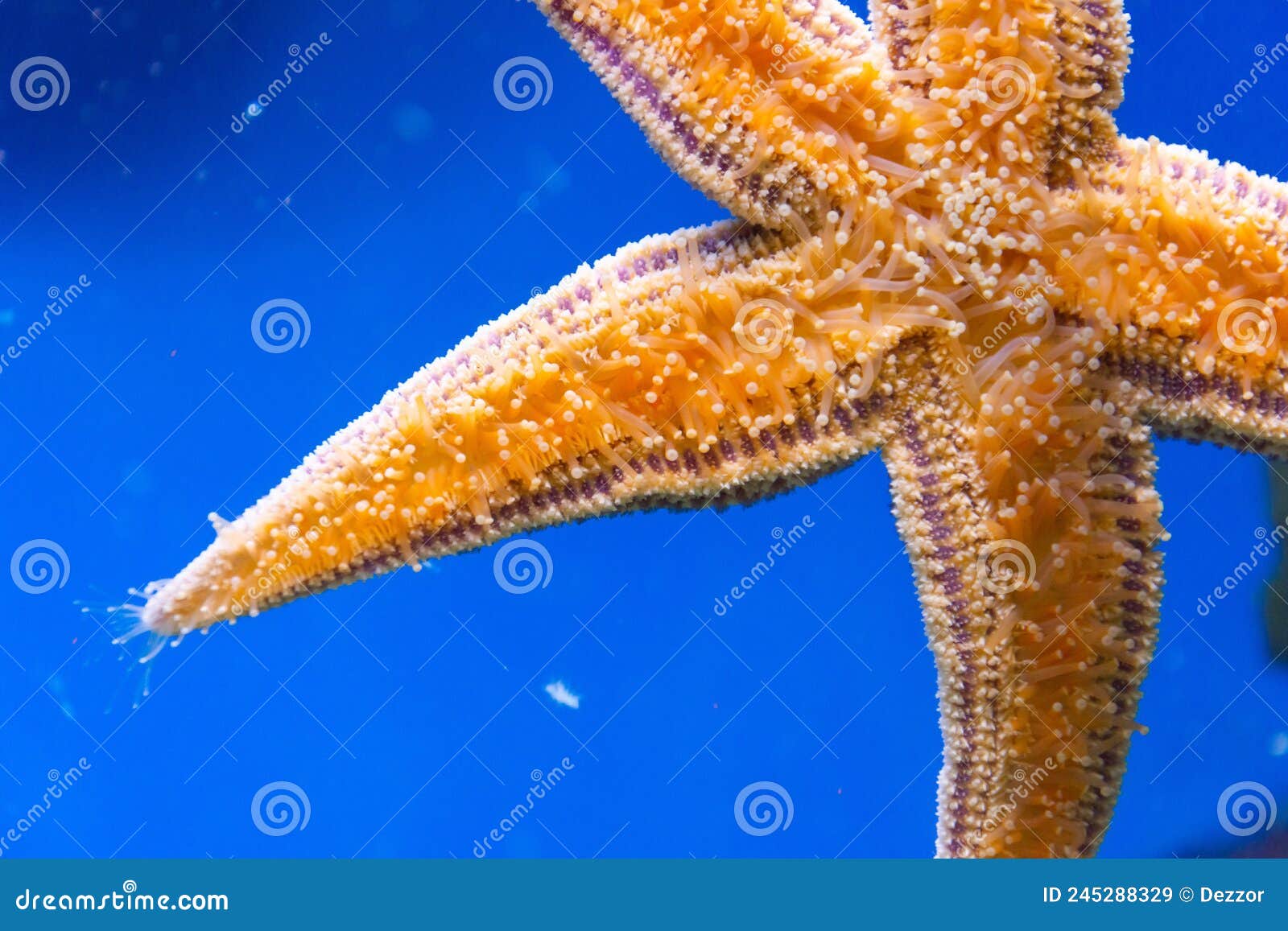 Starfish Bottom, Tentacles Stinging Cells on Glass, Close Up View Stock ...
