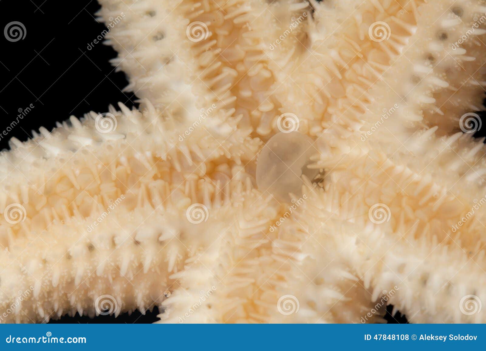 Starfish stock photo. Image of invertebrate, wildlife - 47848108