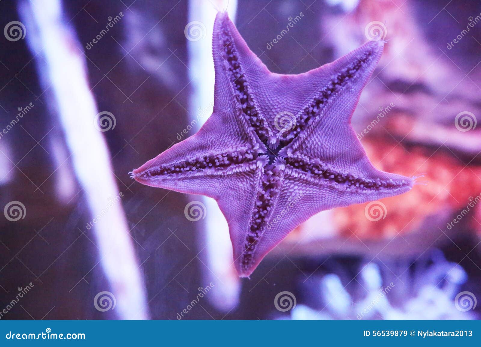 Starfish stock image. Image of colored, light, blue, flexibility - 56539879