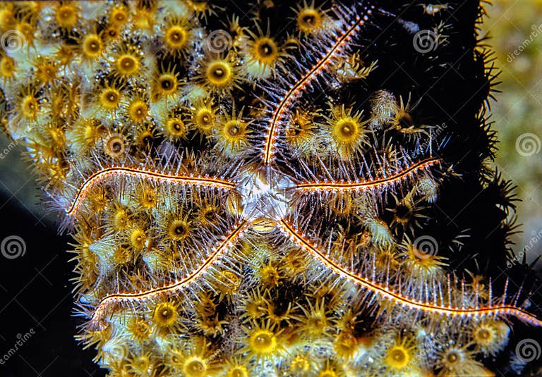 Starfish, Brittle Stars, Serpent Stars Stock Photo - Image of water ...