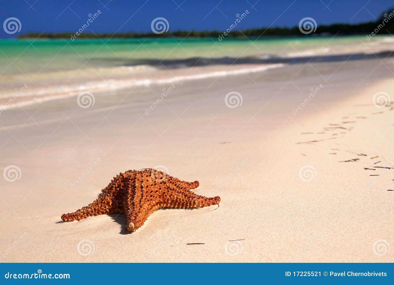 Starfish on caribbean sea stock image. Image of marine - 17225521