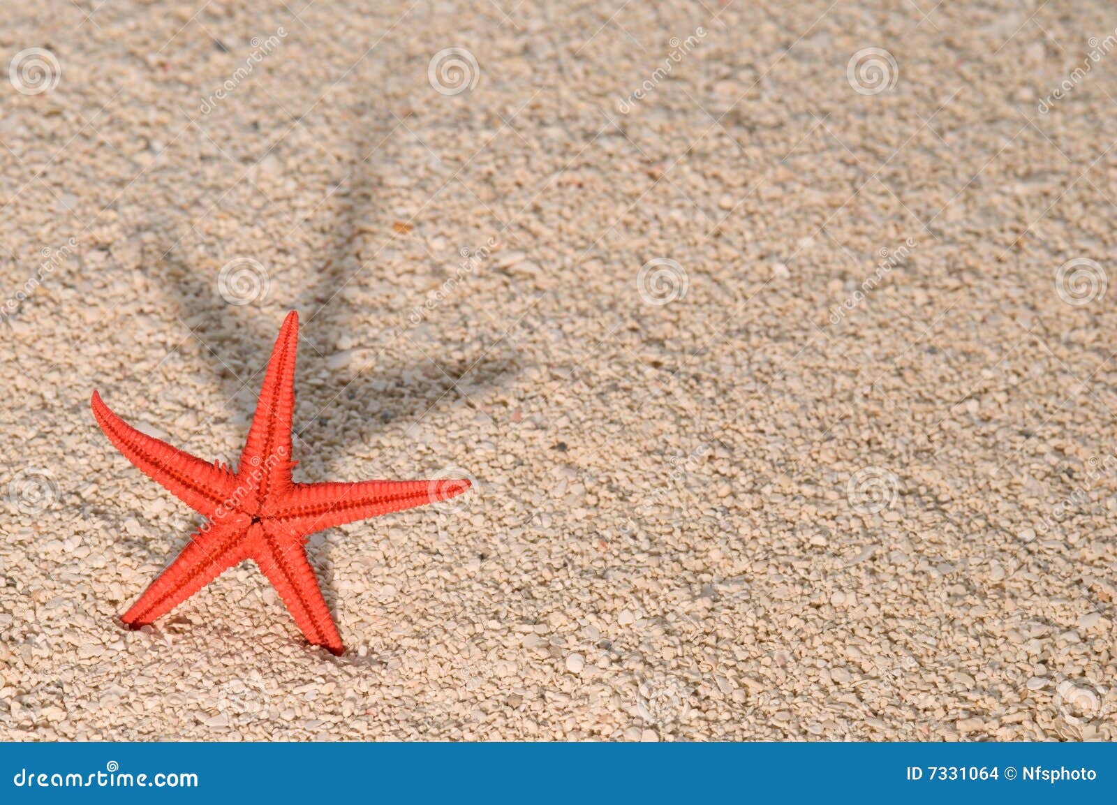 Starfish Casting Long Shadow on Golden Sand Stock Photo - Image of ...