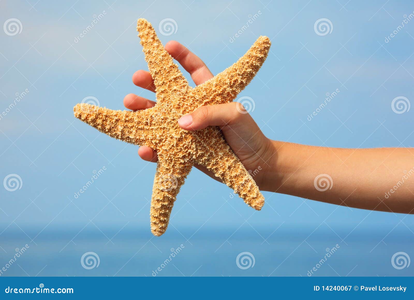 Starfish in Child S Hand. Focus on Wrist Stock Image - Image of nature ...
