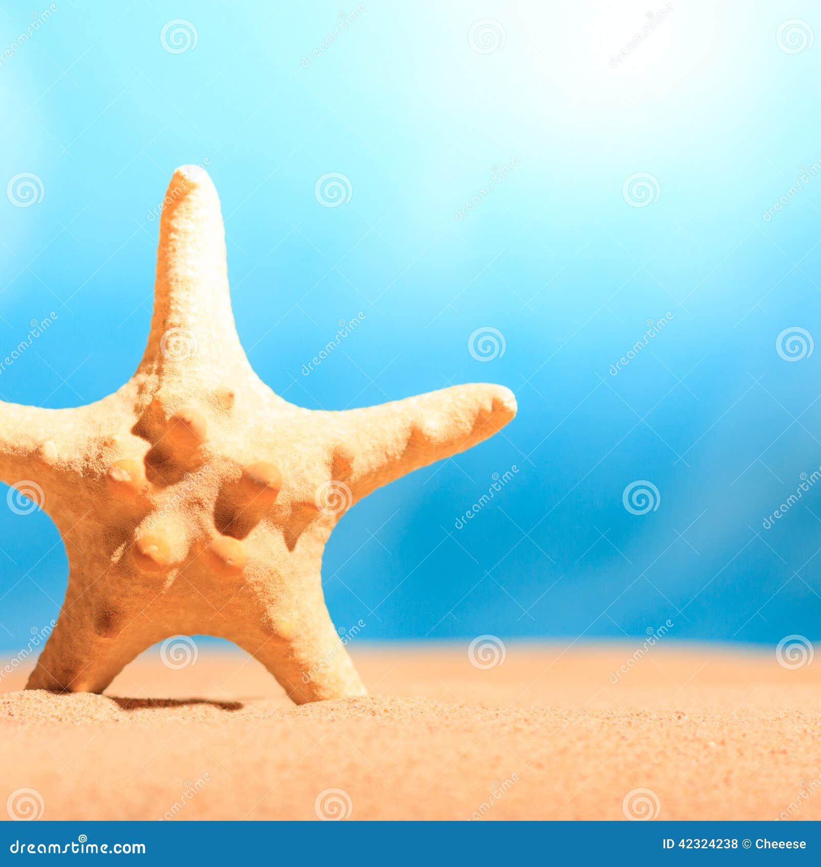 Starfish on the Clean Golden Sand Stock Photo - Image of nature, beach ...