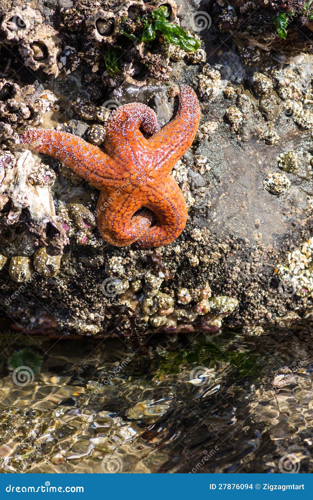 Starfish Clinging To Rocks in a Tidal Pool Stock Photo - Image of ...
