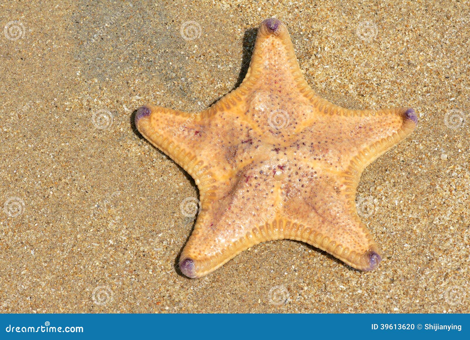 Starfish stock photo. Image of beach, sandbeach, animal - 39613620