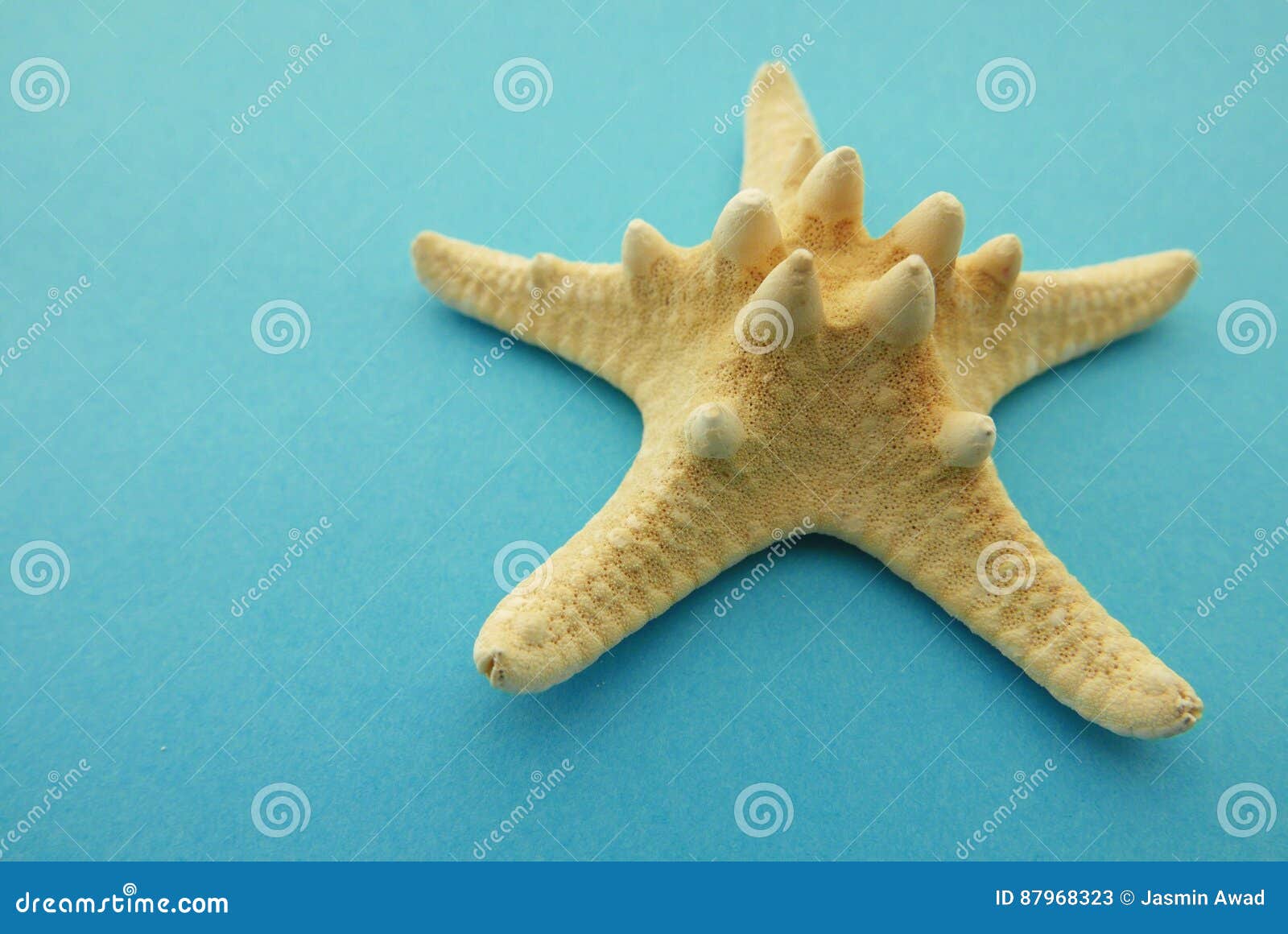 Starfish close up stock image. Image of seastar, close - 87968323