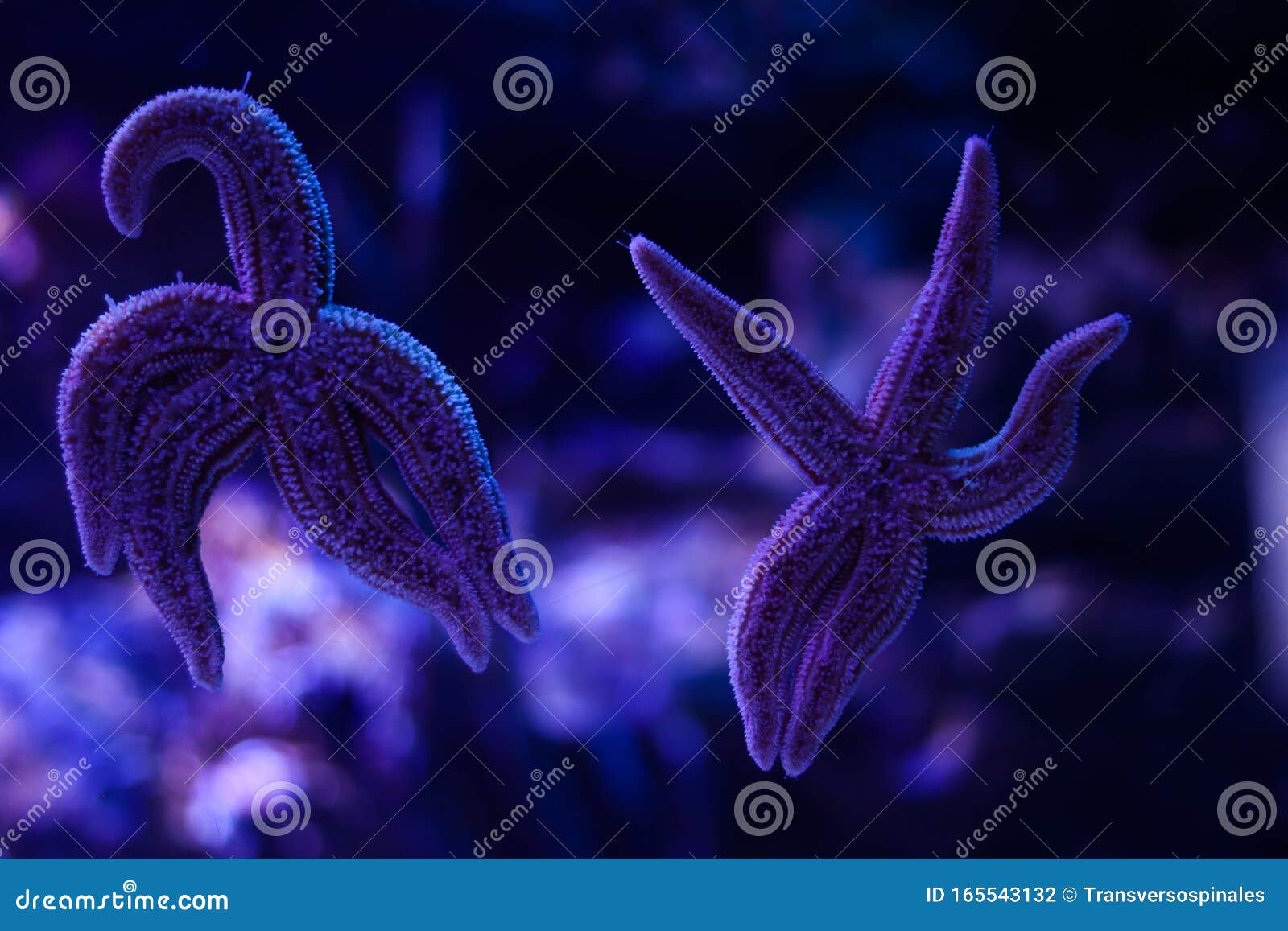 Starfish Close-up. Pair of Starfishes with Blurry Background Stock ...