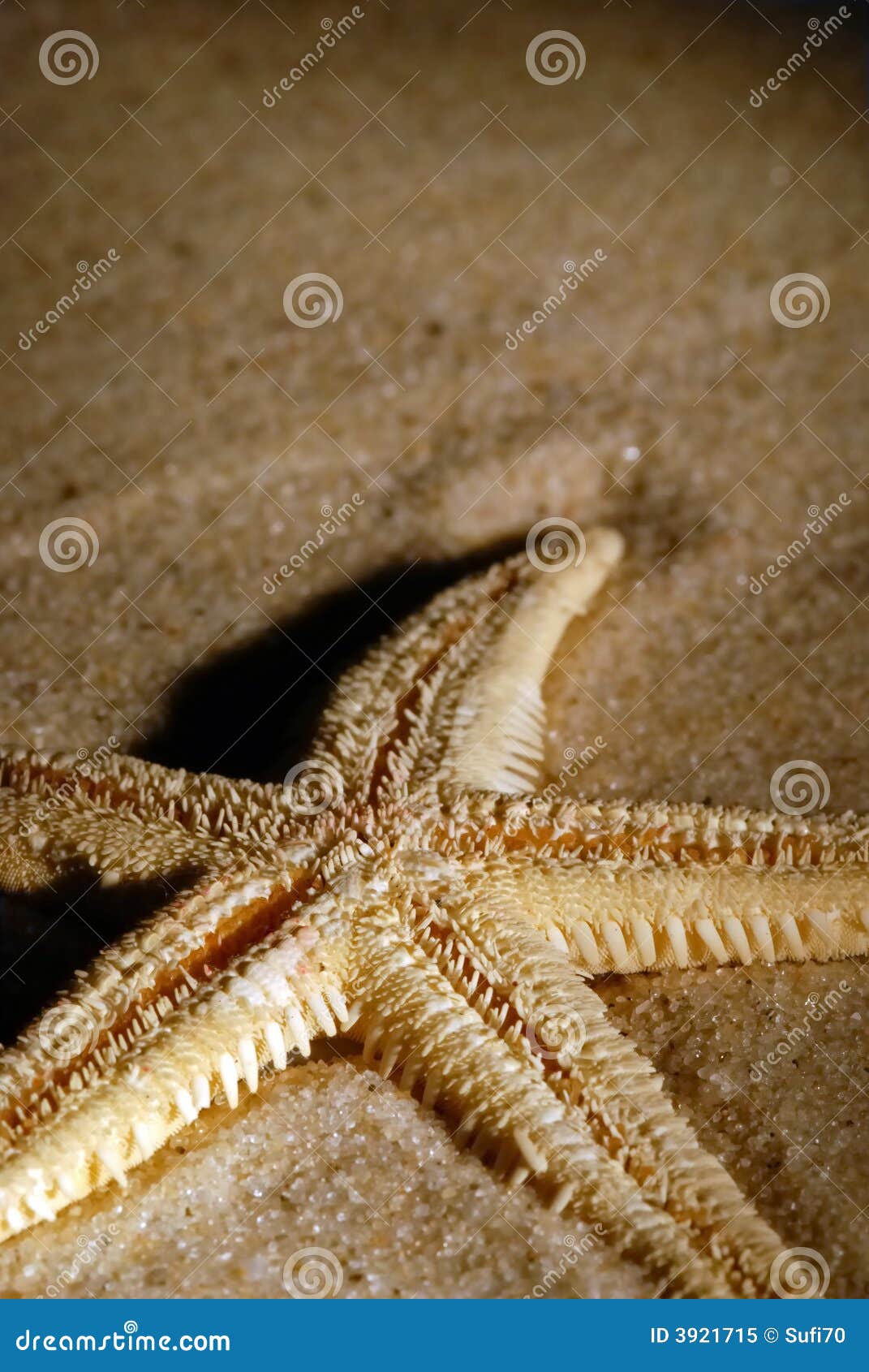 Starfish Close Up on Sand, at Night Stock Image - Image of nature ...