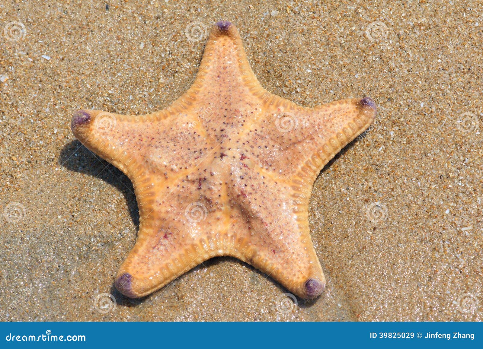 Starfish stock image. Image of close, sandy, animals - 39825029