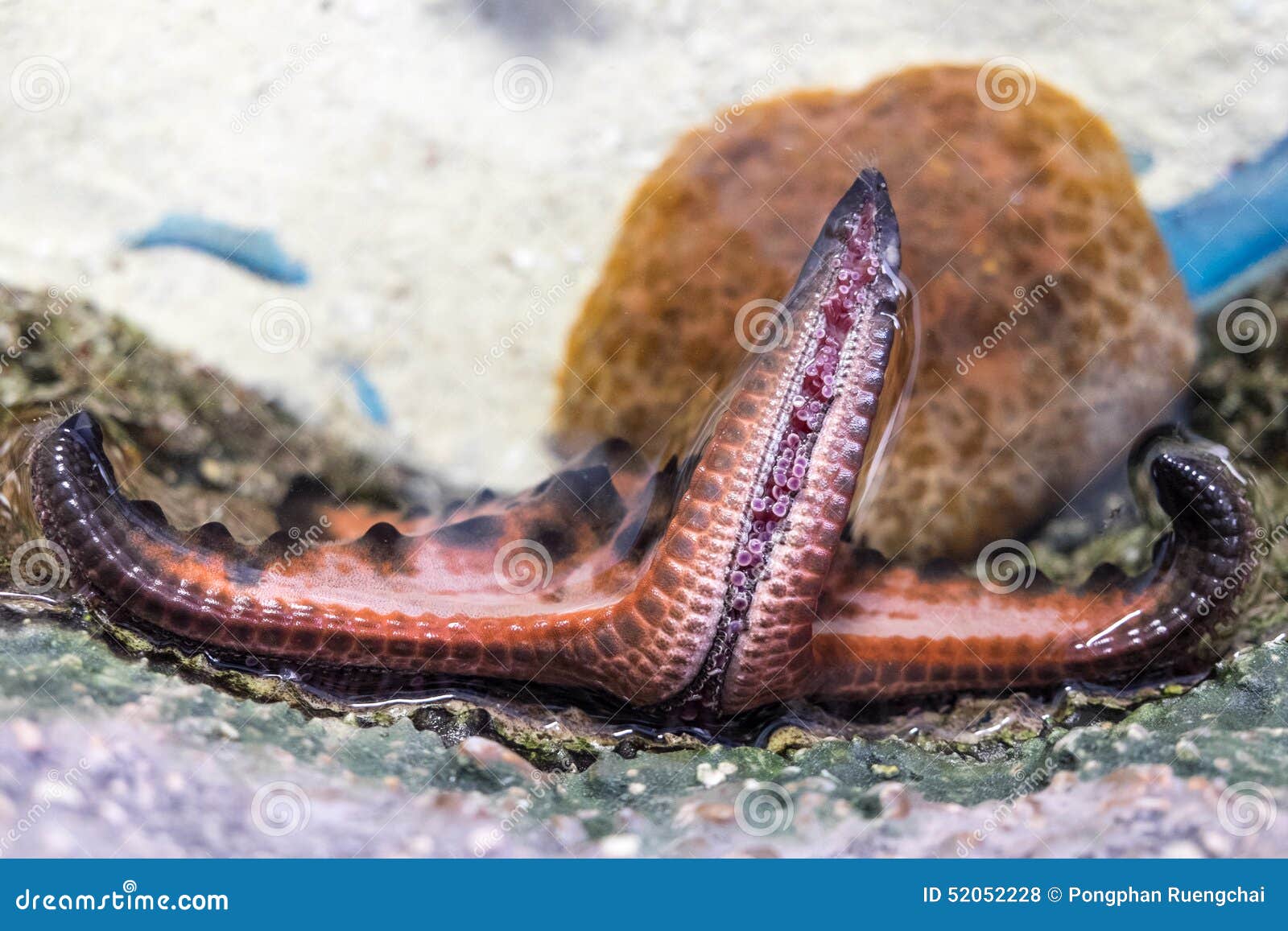 Starfish stock photo. Image of reef, starfish, isolated - 52052228