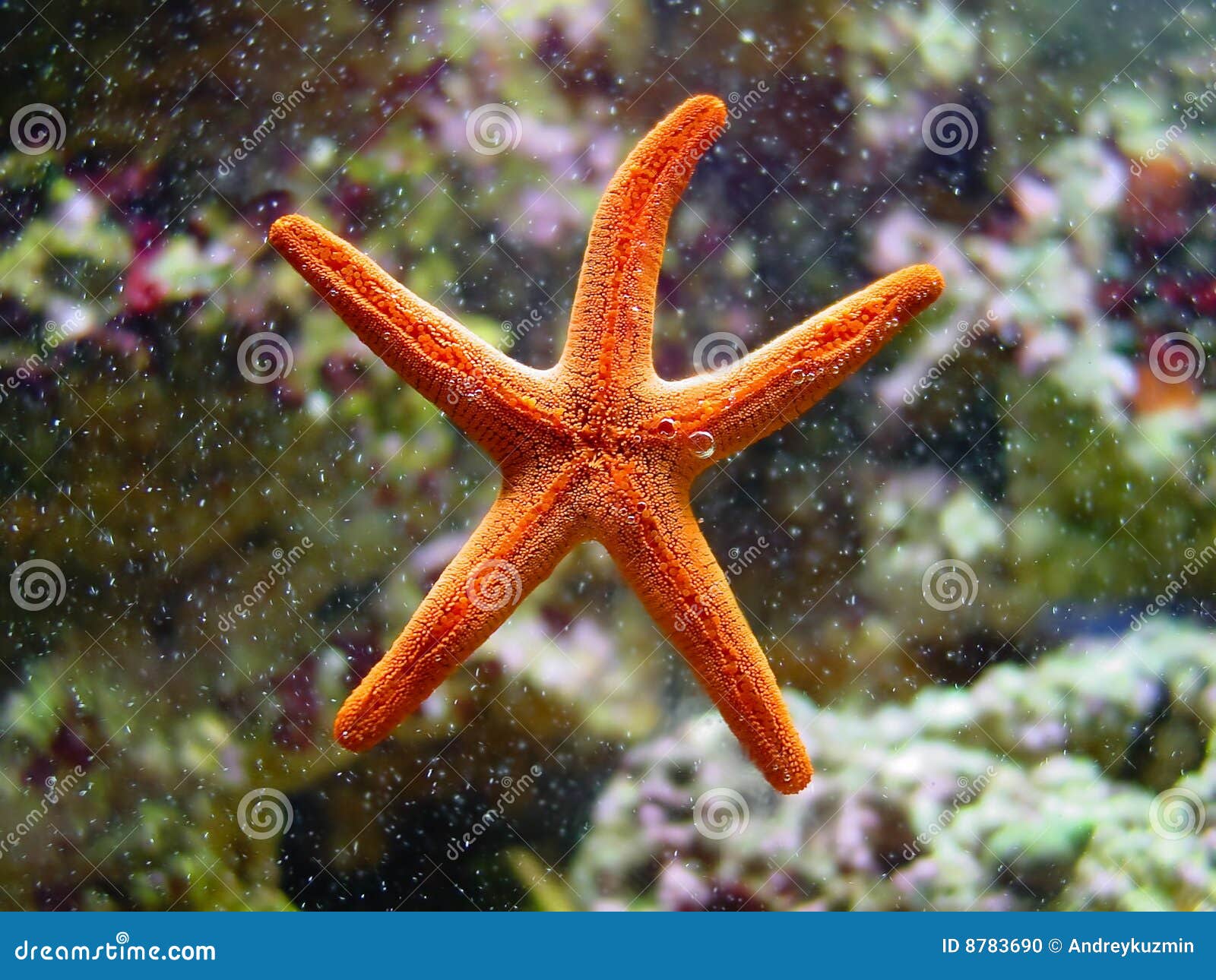 Starfish closeup stock photo. Image of nature, star, mollusca - 8783690
