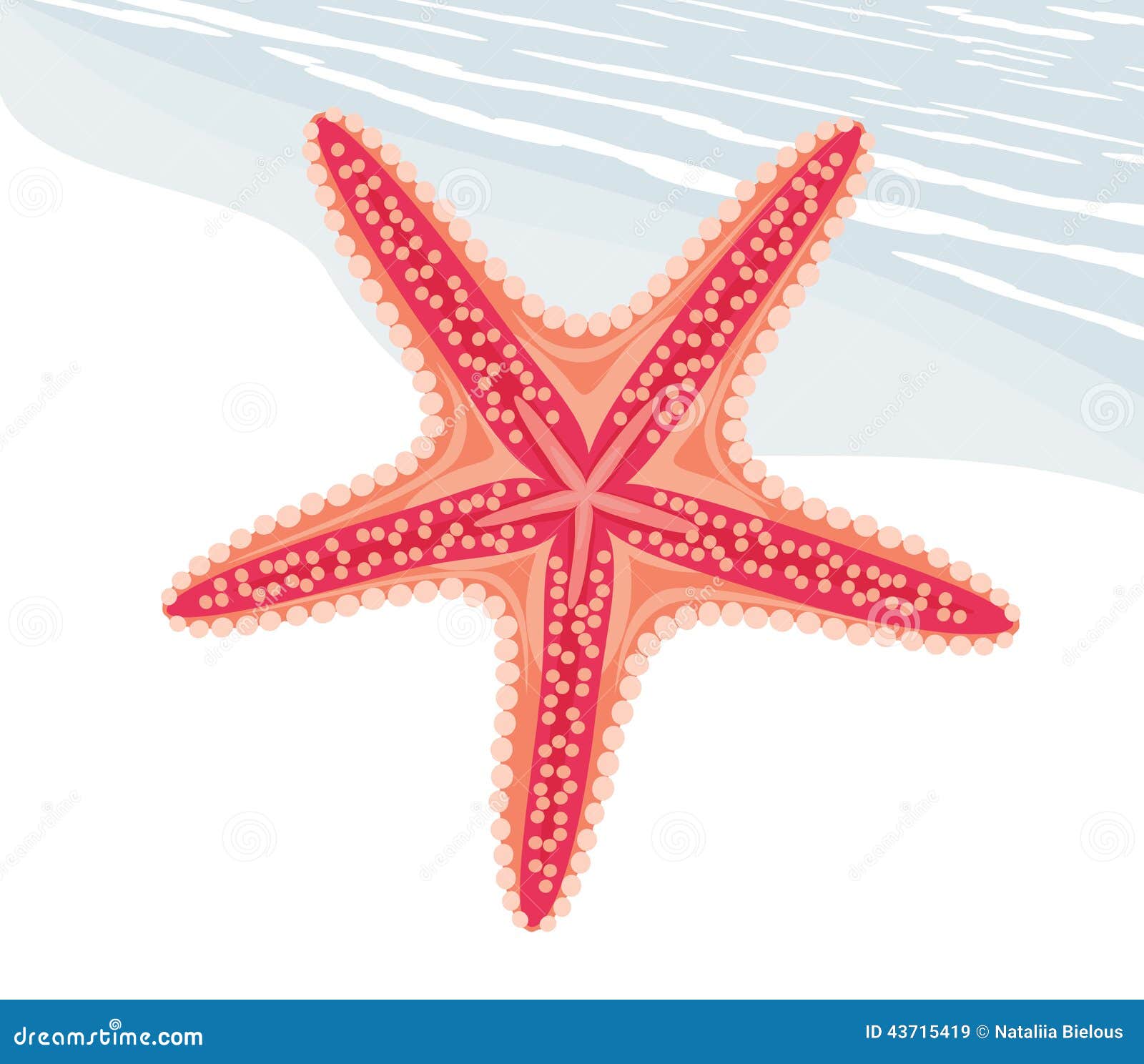 Starfish Vector