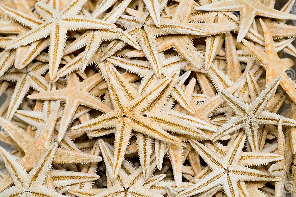 Starfish collection stock image. Image of conch, animal - 7628907