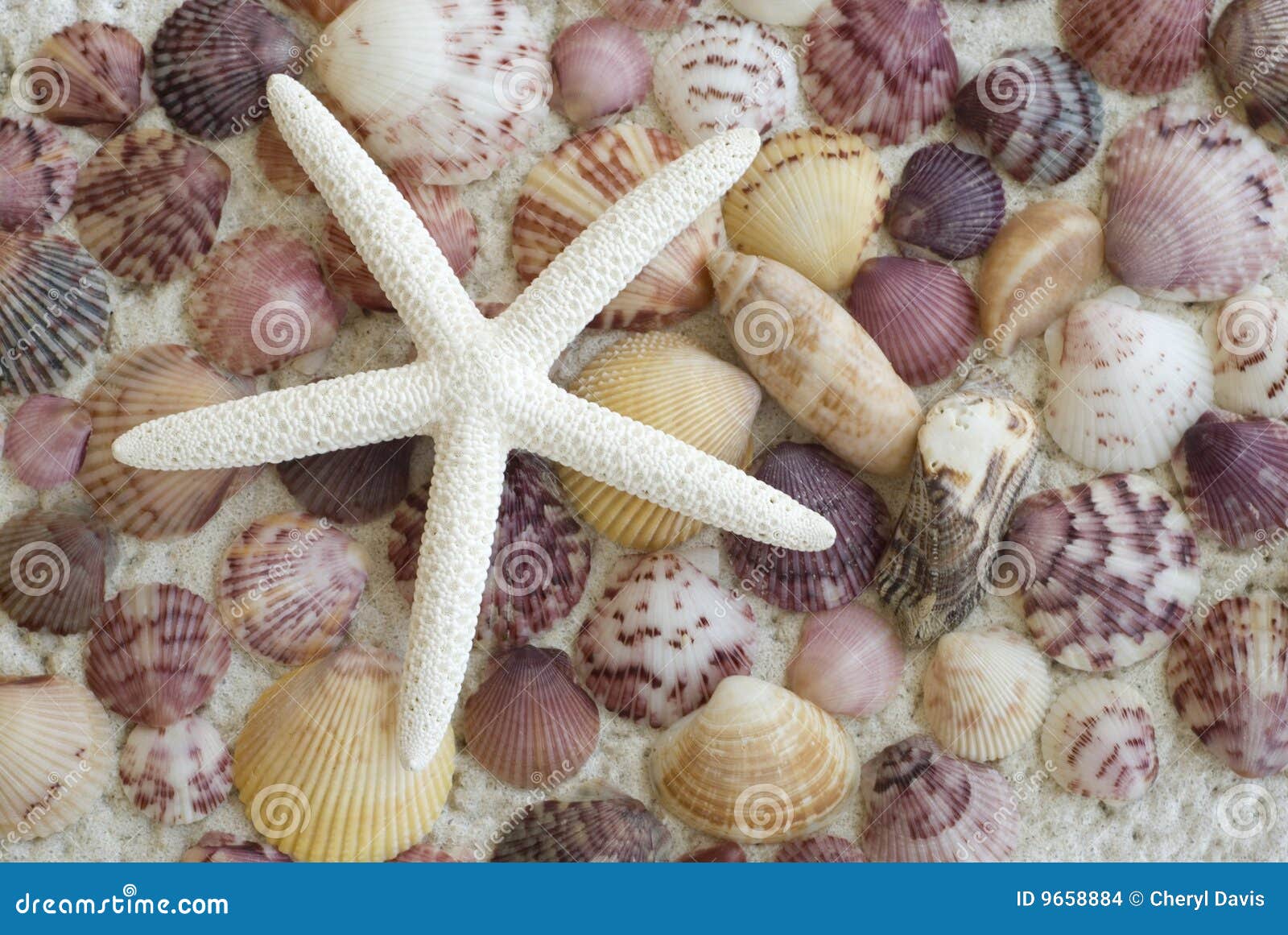 Starfish with Colorful Seashell Background Stock Photo - Image of ...