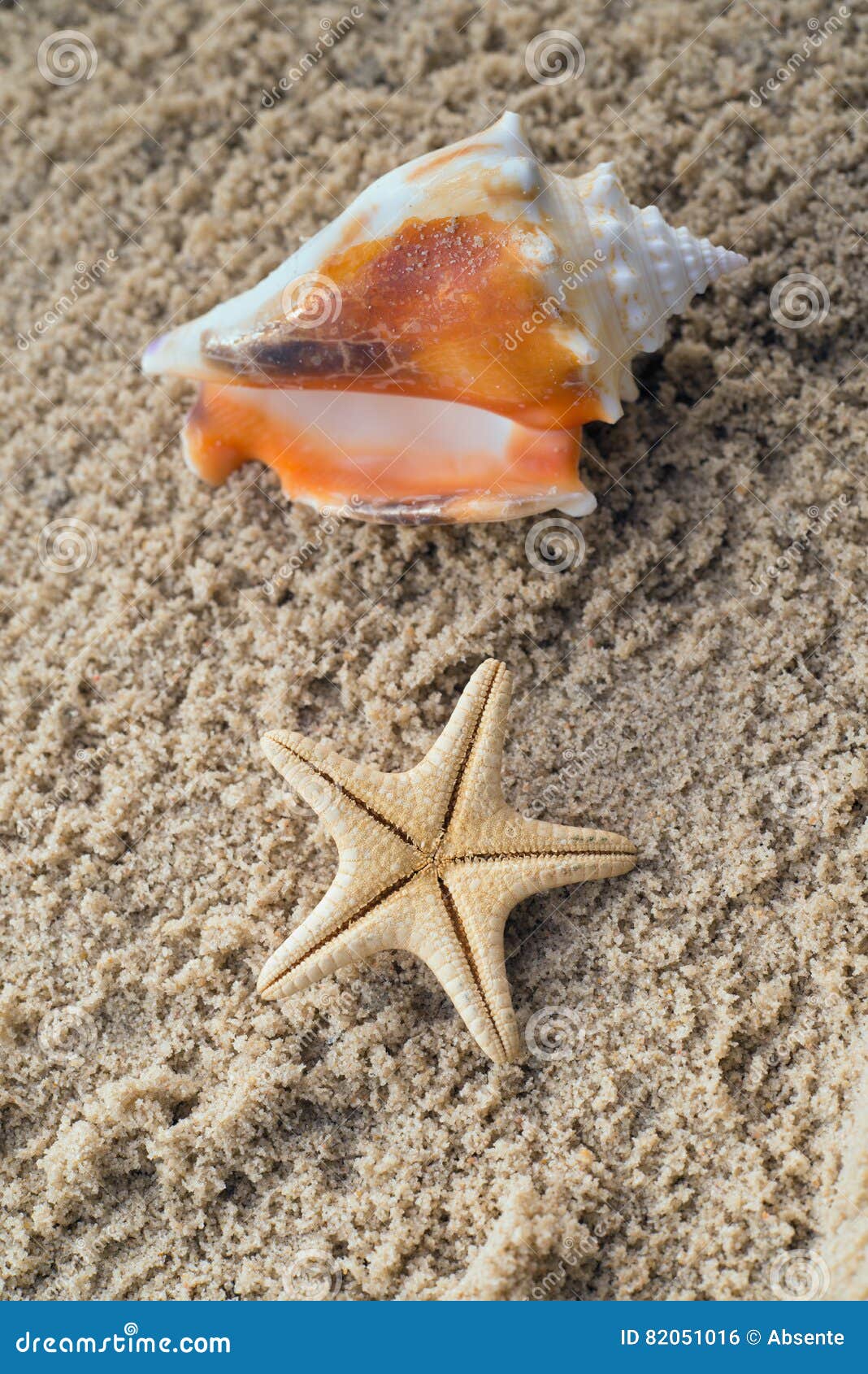 Starfish and conch stock photo. Image of conch, frame - 82051016