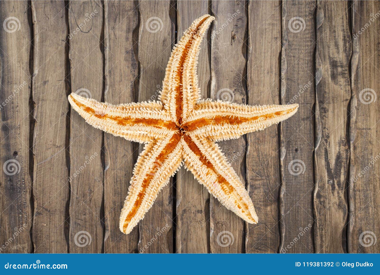 Starfish stock photo. Image of colored, color, group - 119381392