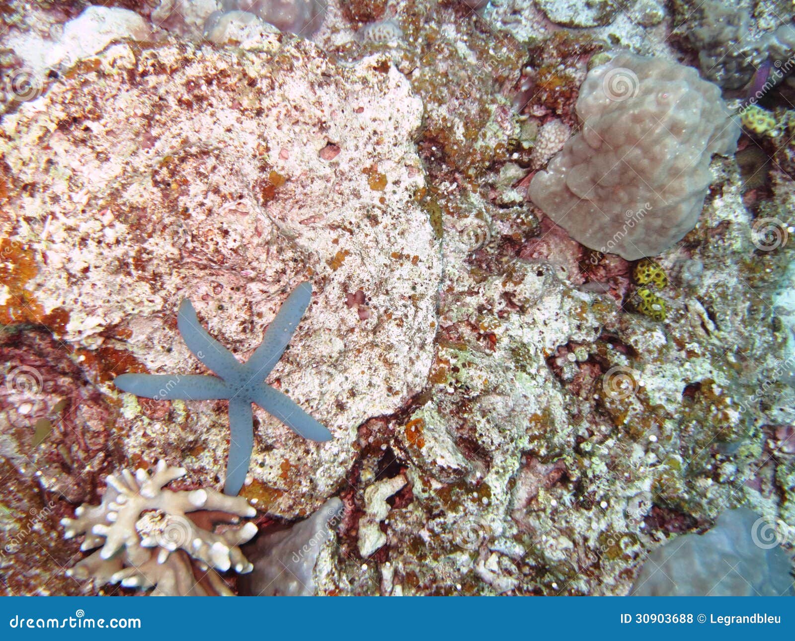 Starfish on the coral reef stock photo. Image of cave - 30903688