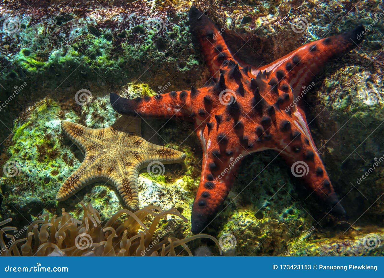 Starfish on the Coral Reef Under the Sea. Stock Image - Image of color ...