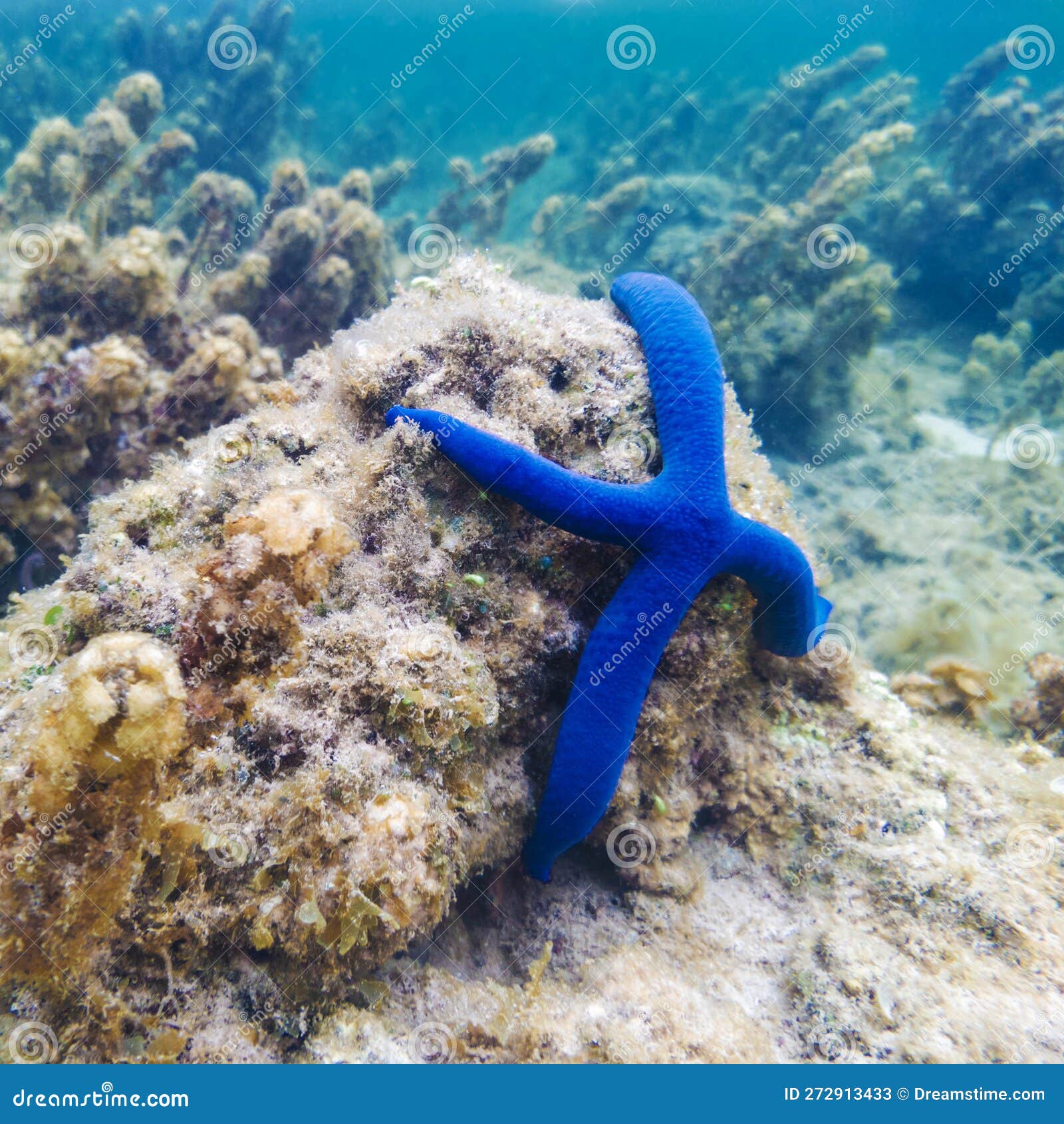 Starfish underwater stock image. Image of fish, animal - 272913433