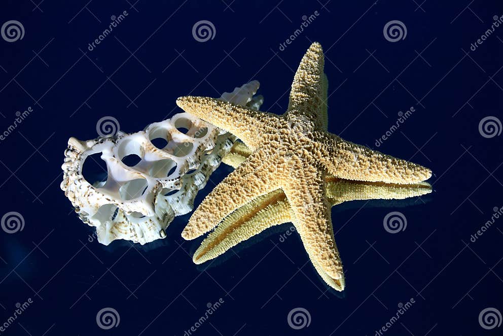 Starfish and Cross Section of a Seashell Stock Photo - Image of mirror ...