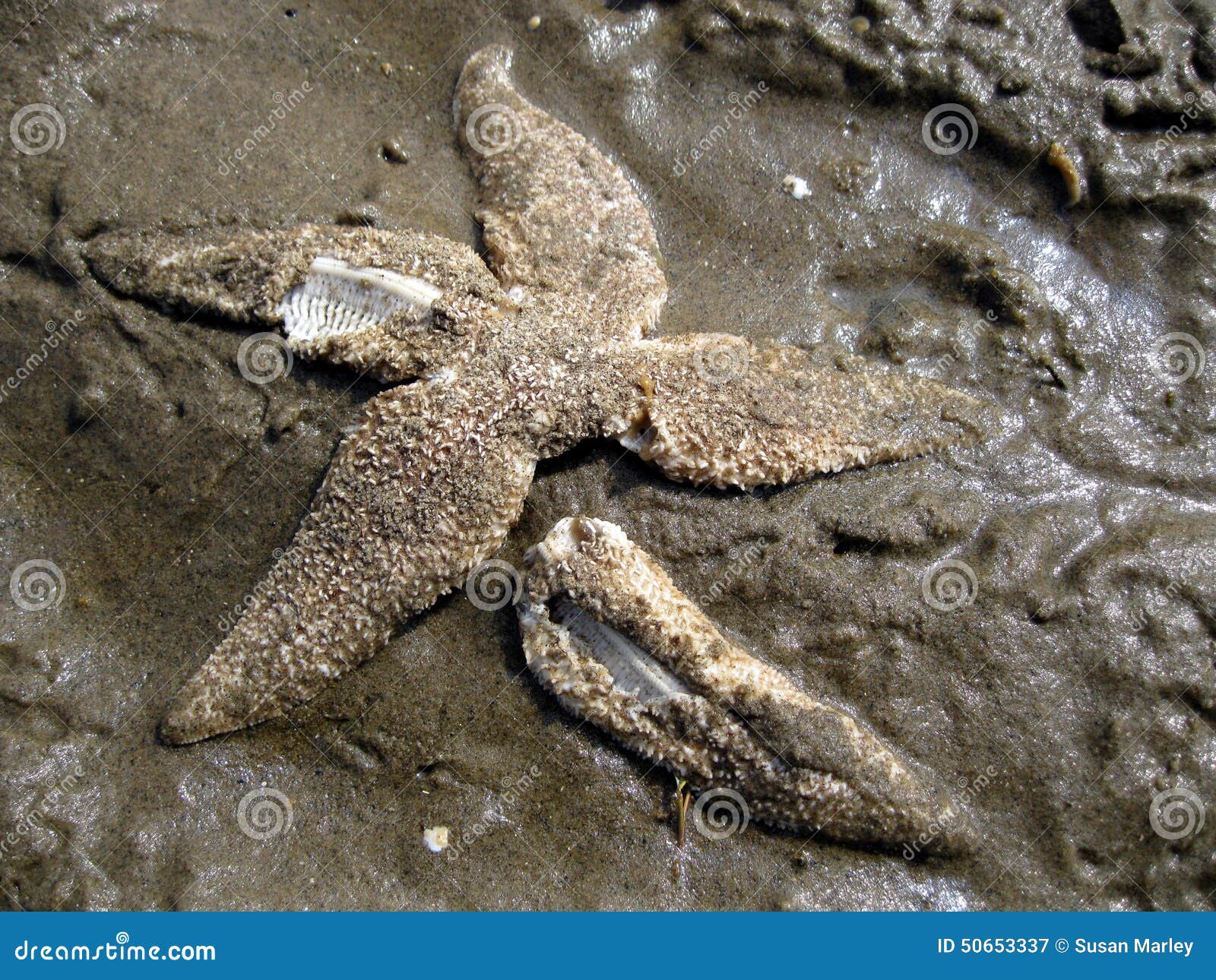 Starfish stock image. Image of regrow, strandline, spiky - 50653337