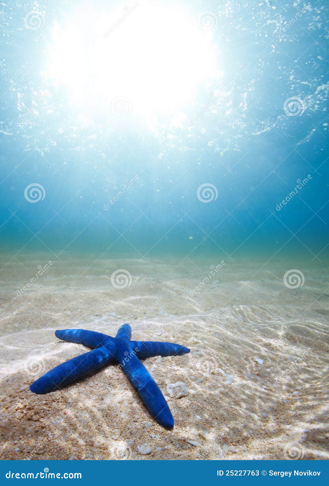 Starfish deep underwater stock image. Image of aquatic - 25227763