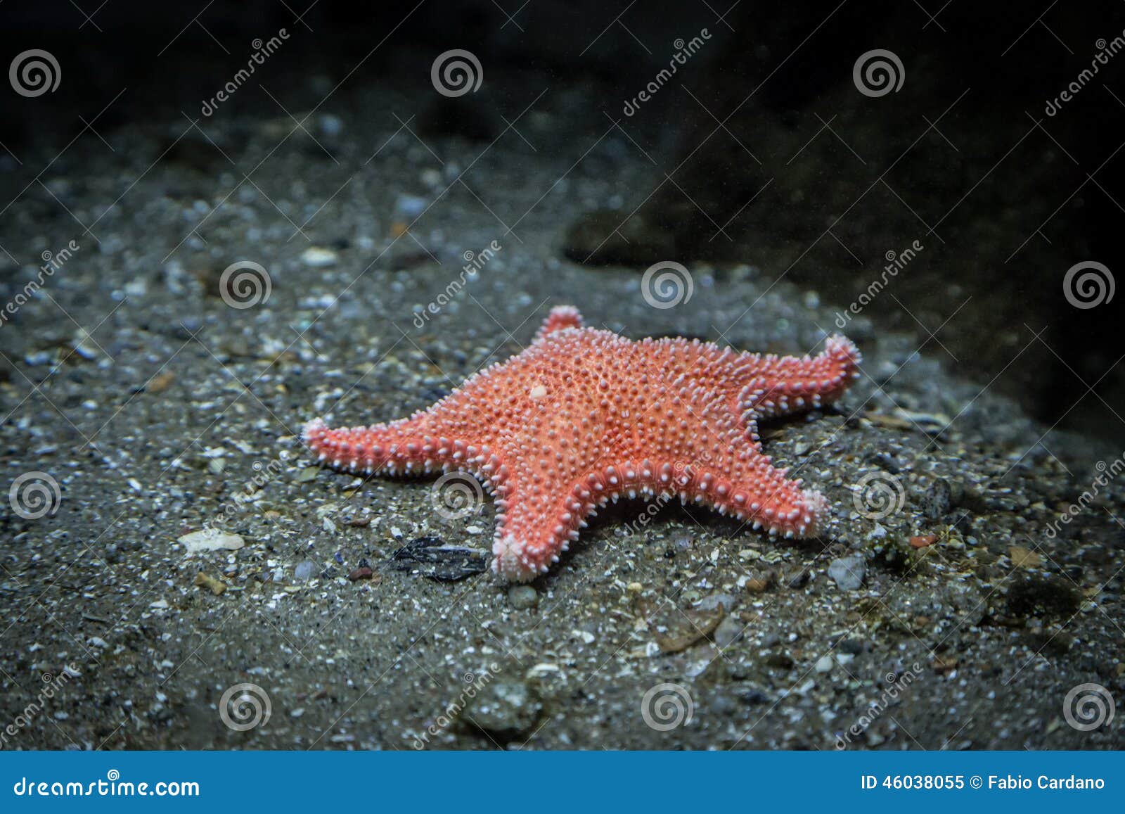 Starfish stock image. Image of coral, creature, reef - 46038055