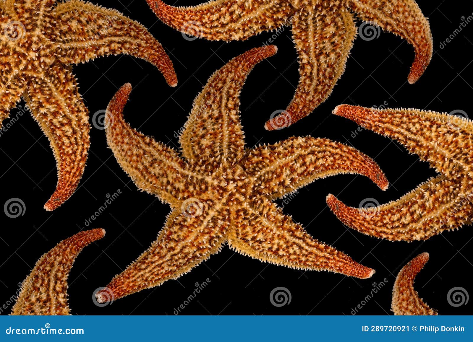 Starfish Designs and Patterns Thailand Asia Stock Image - Image of ...