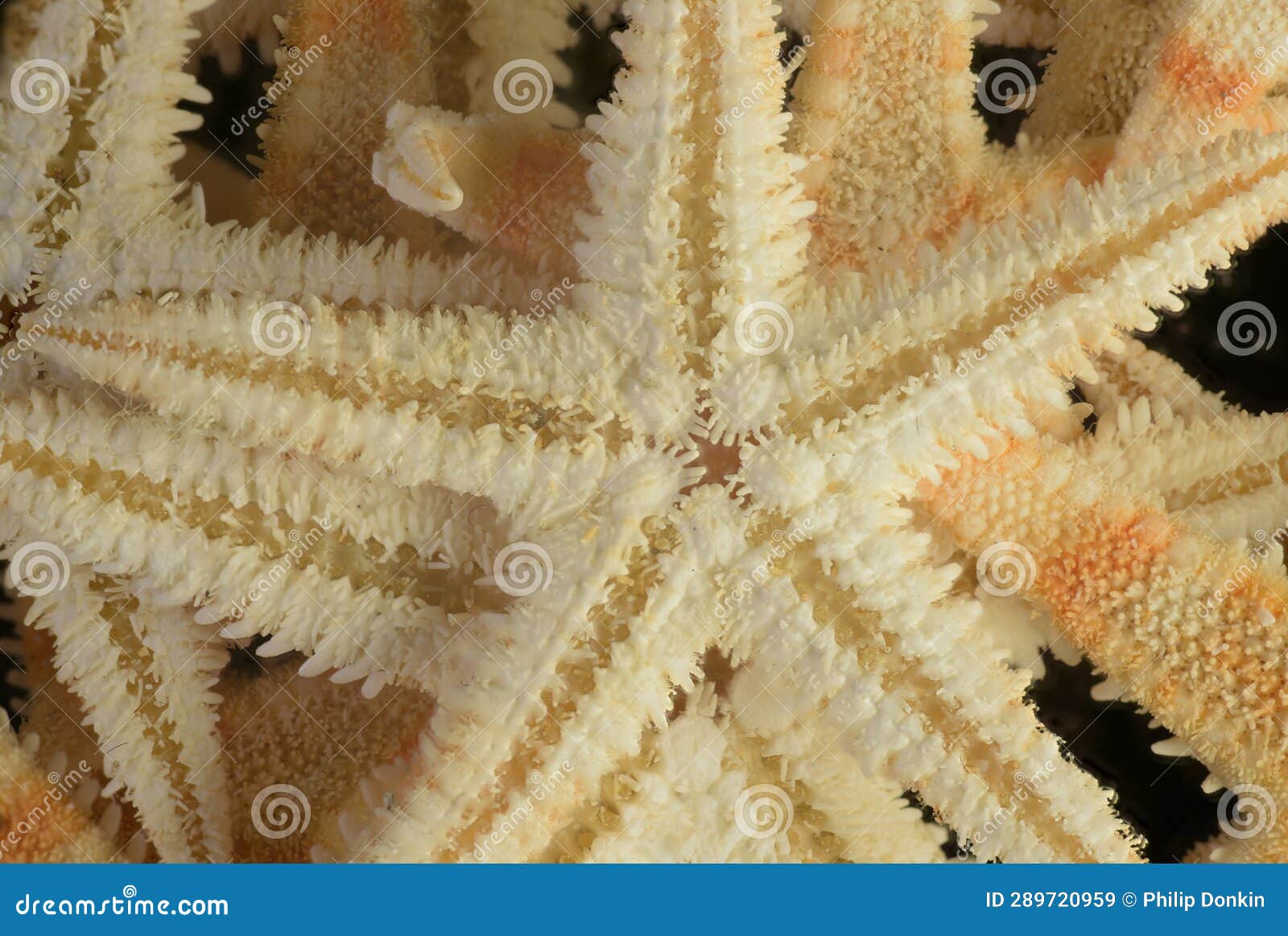 Starfish Designs and Patterns Thailand Asia Stock Image - Image of asia ...