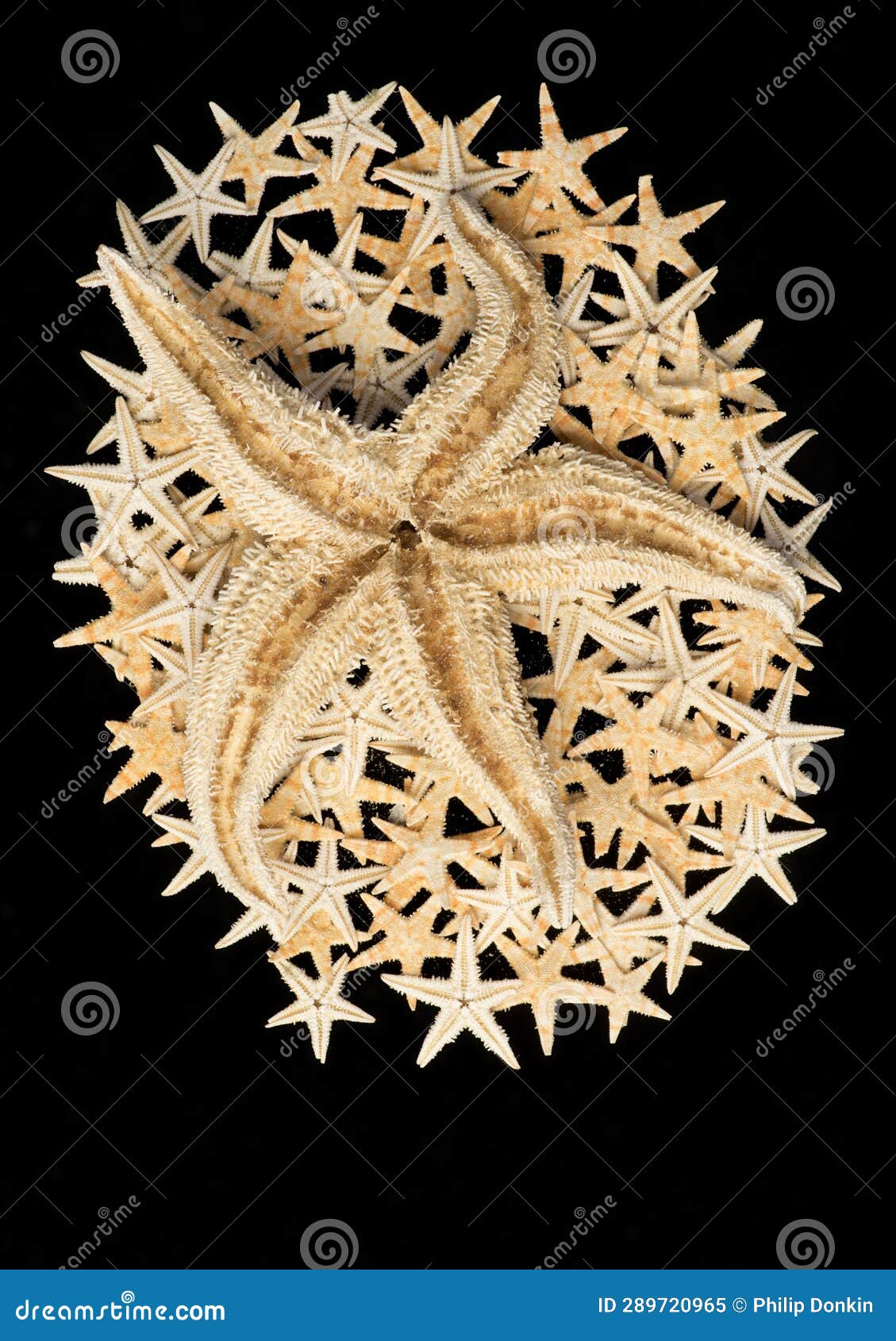 Starfish Designs and Patterns Thailand Asia Stock Image - Image of ...