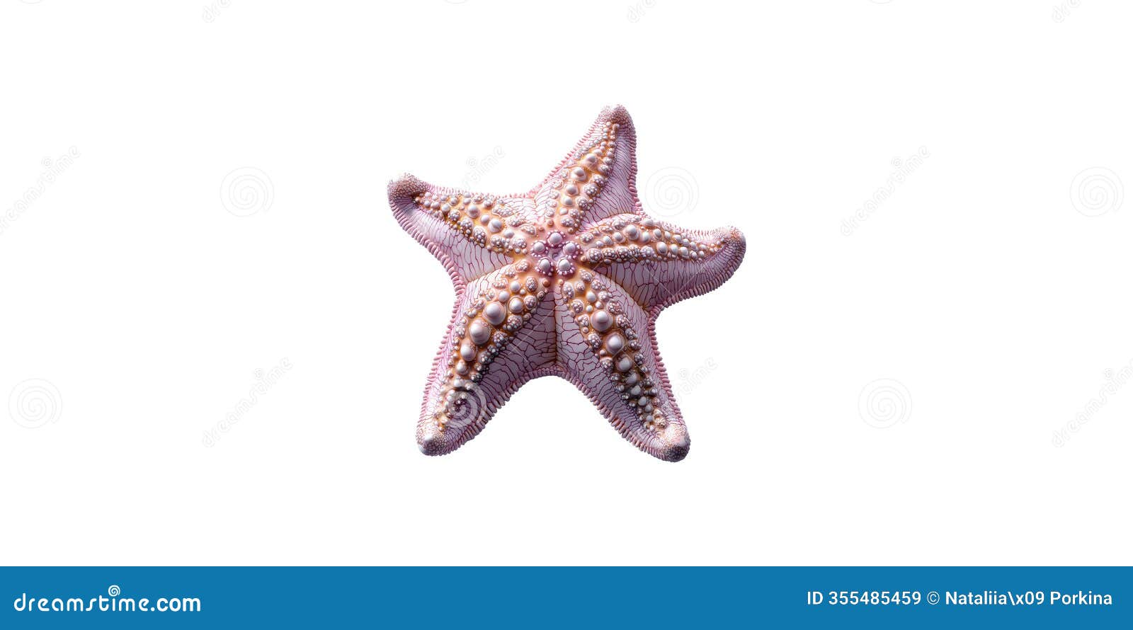 Starfish with Detailed Texture Isolated on Transparent Background Stock ...