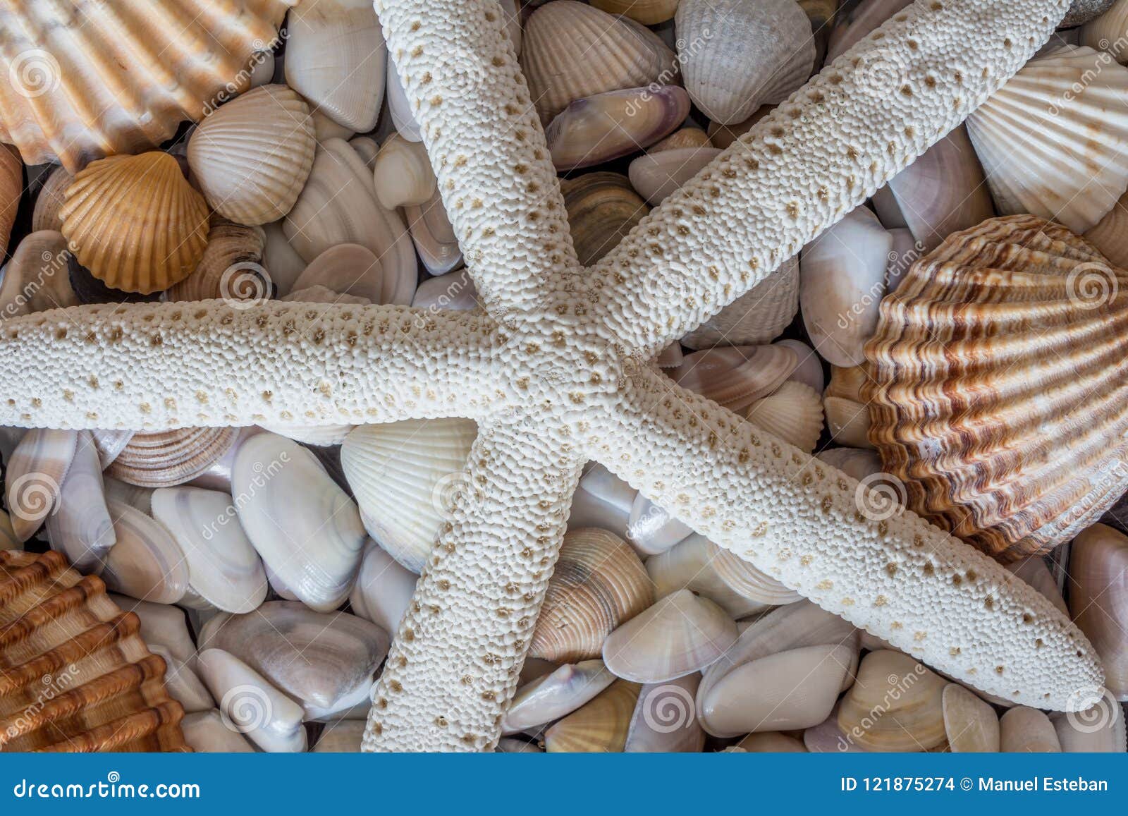 Starfish and Different Kind of Shells Stock Photo - Image of seashell ...