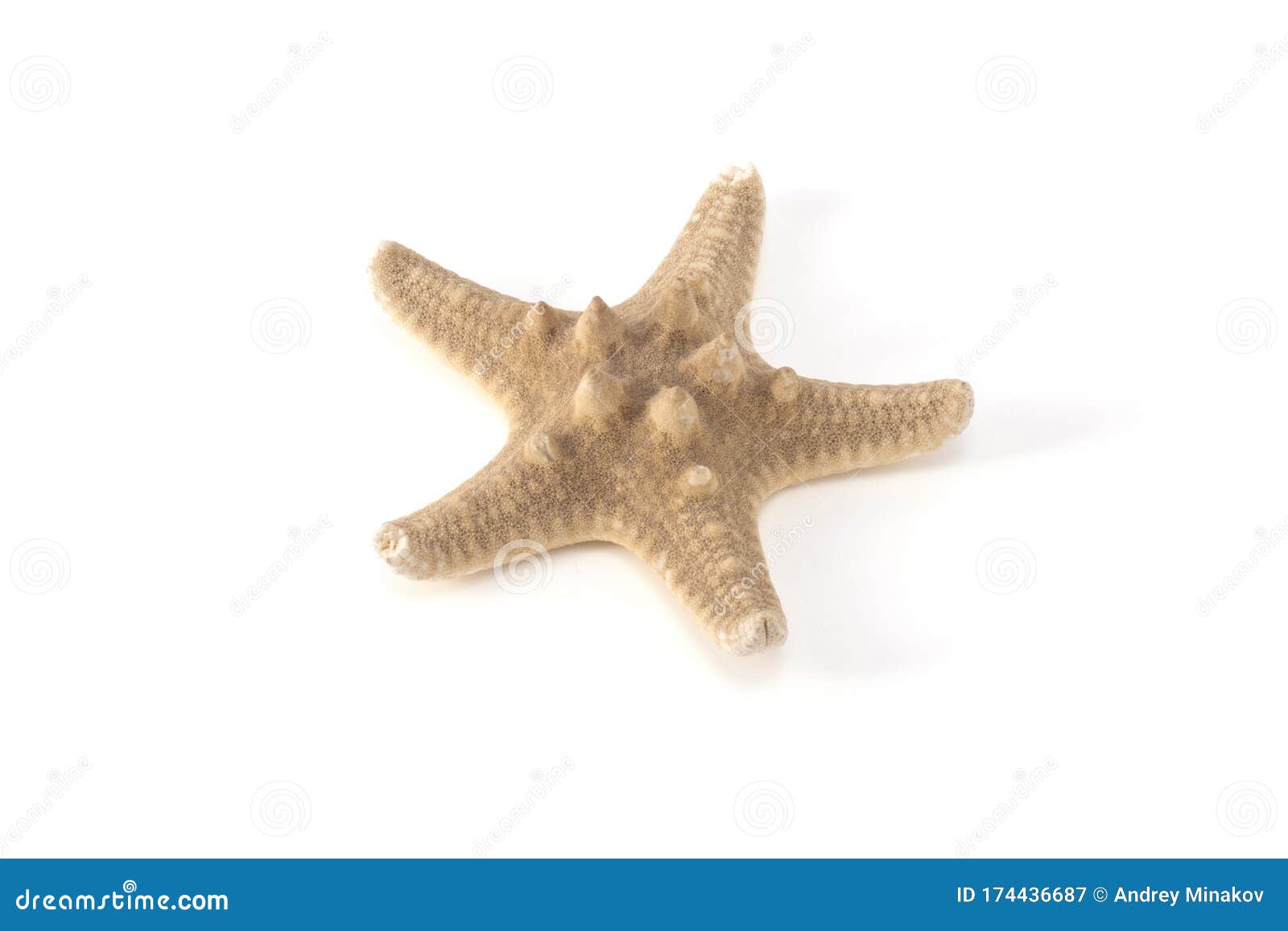 Starfish dried isolated stock image. Image of coast - 174436687