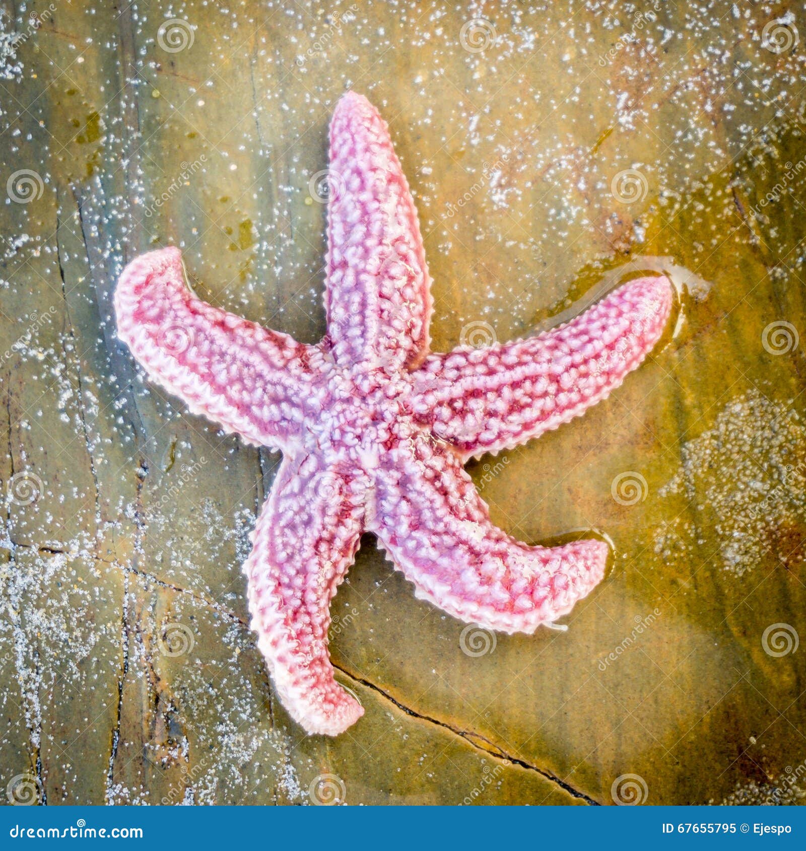 Starfish stock image. Image of five, nature, points, alive - 67655795