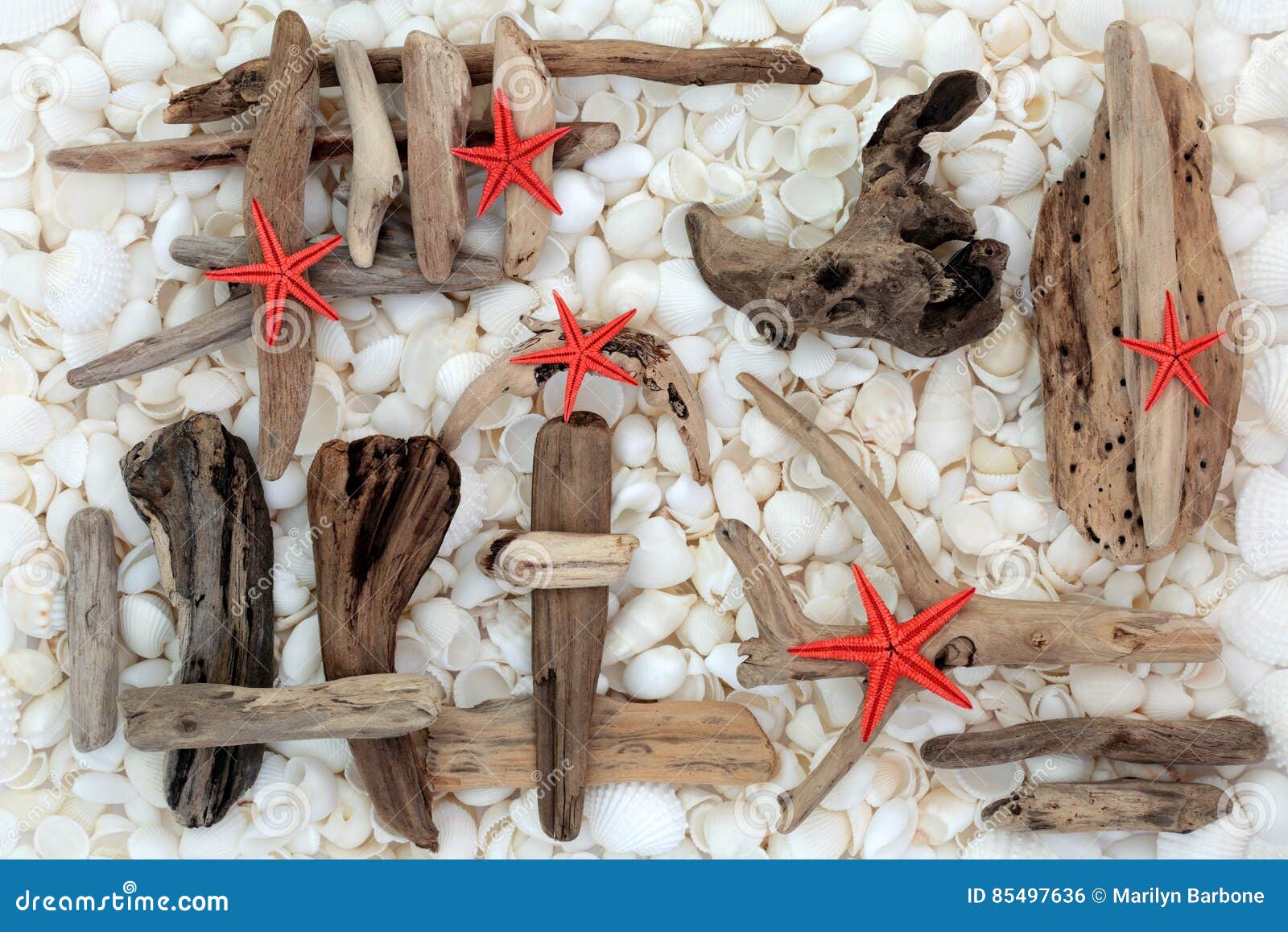 Starfish Driftwood and Seashells Stock Photo - Image of seashell, star ...