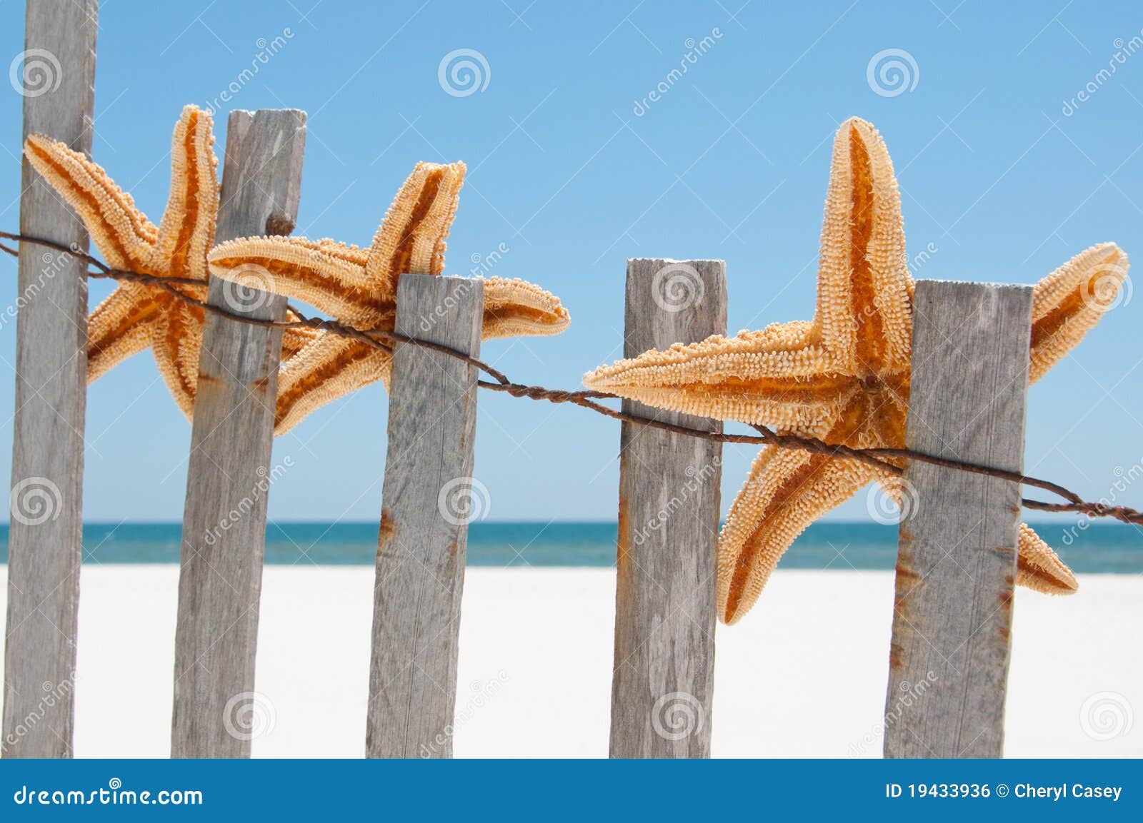 Starfish drying on fence stock photo. Image of ocean - 19433936