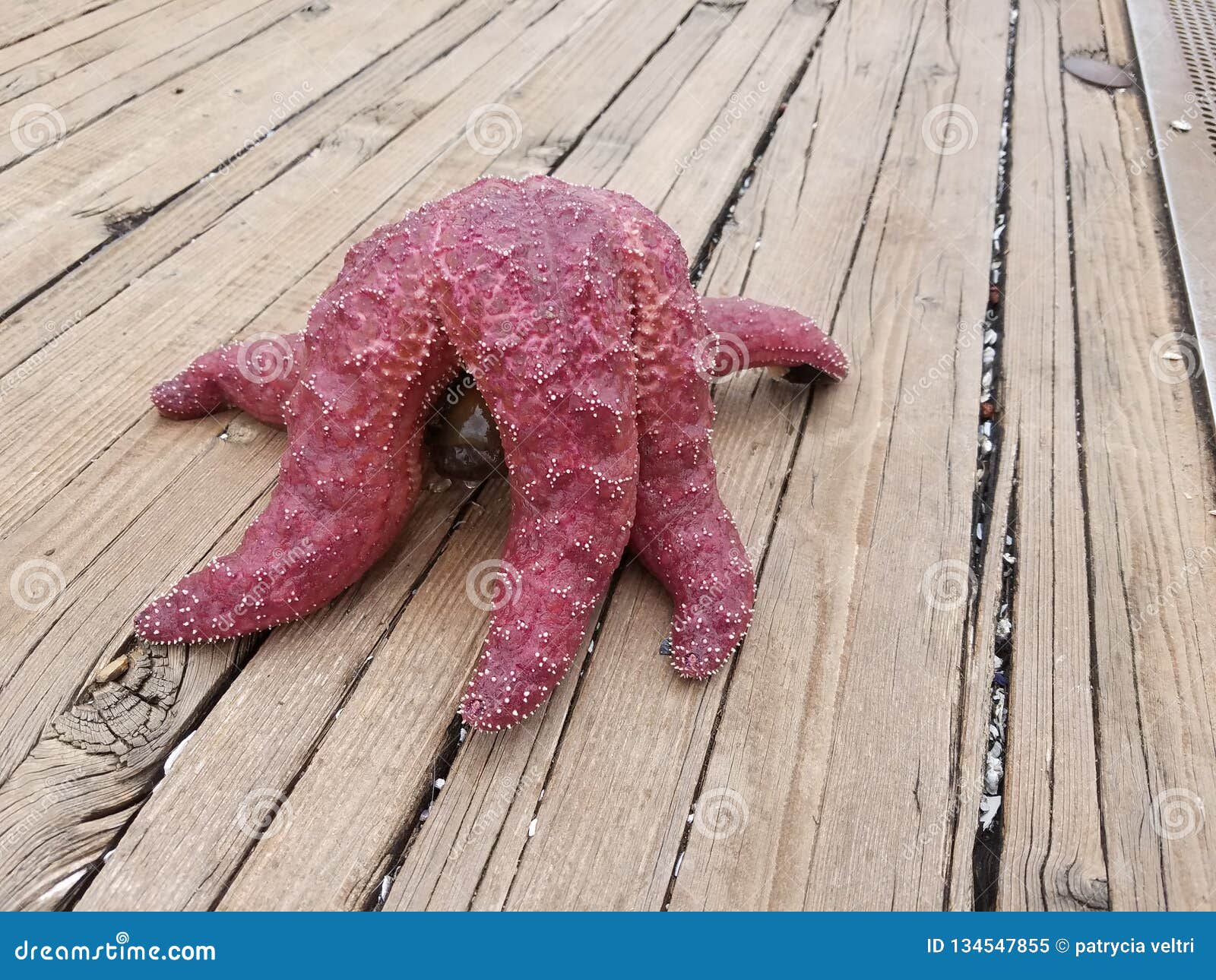 Starfish eating mussels stock image. Image of mussels - 134547855