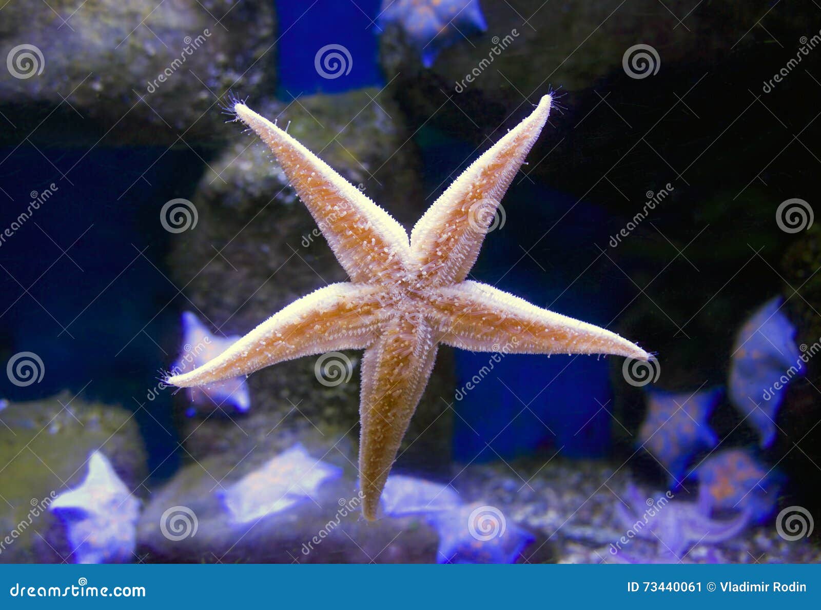 Starfish stock image. Image of ocean, sucker, starfish - 73440061