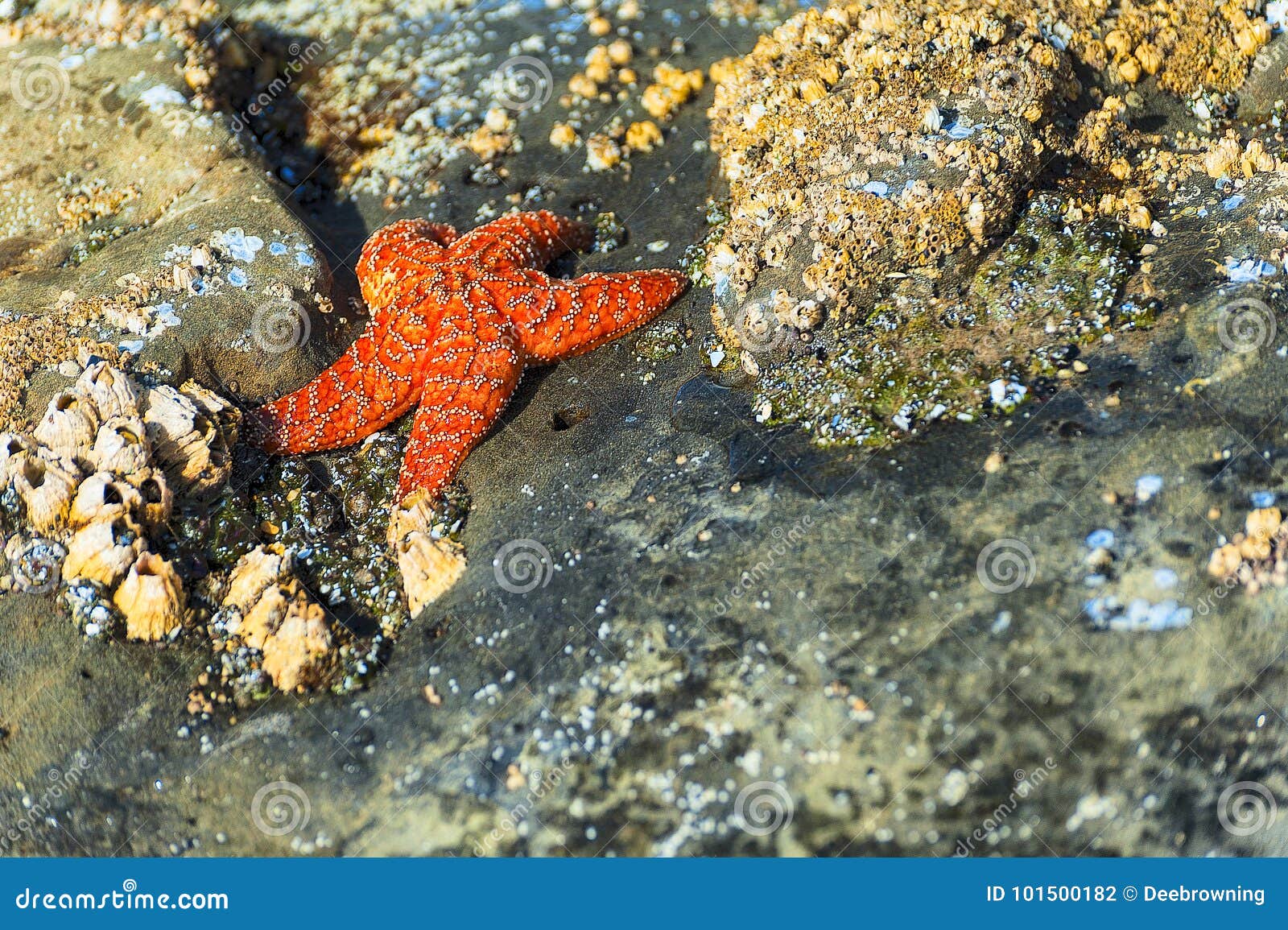 Orange Starfish in Tide Pool Stock Photo - Image of asteroidea, shore ...