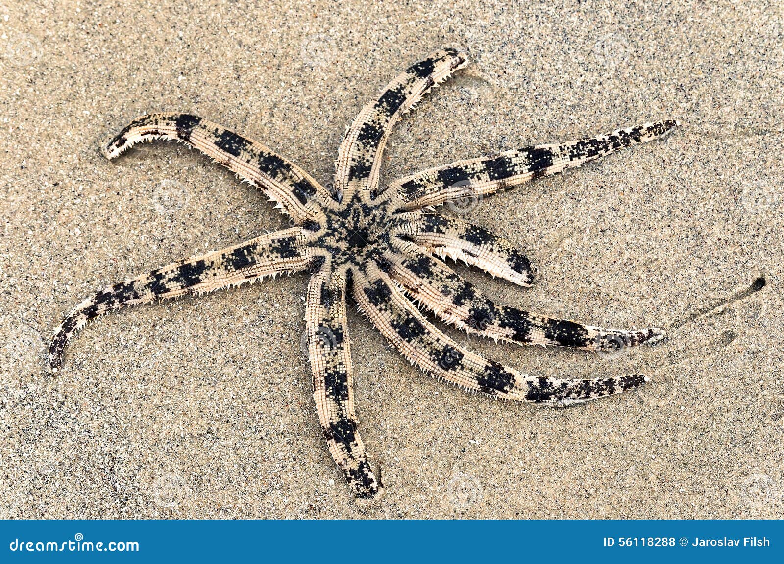 Starfish stock photo. Image of body, oceanography, needle - 56118288