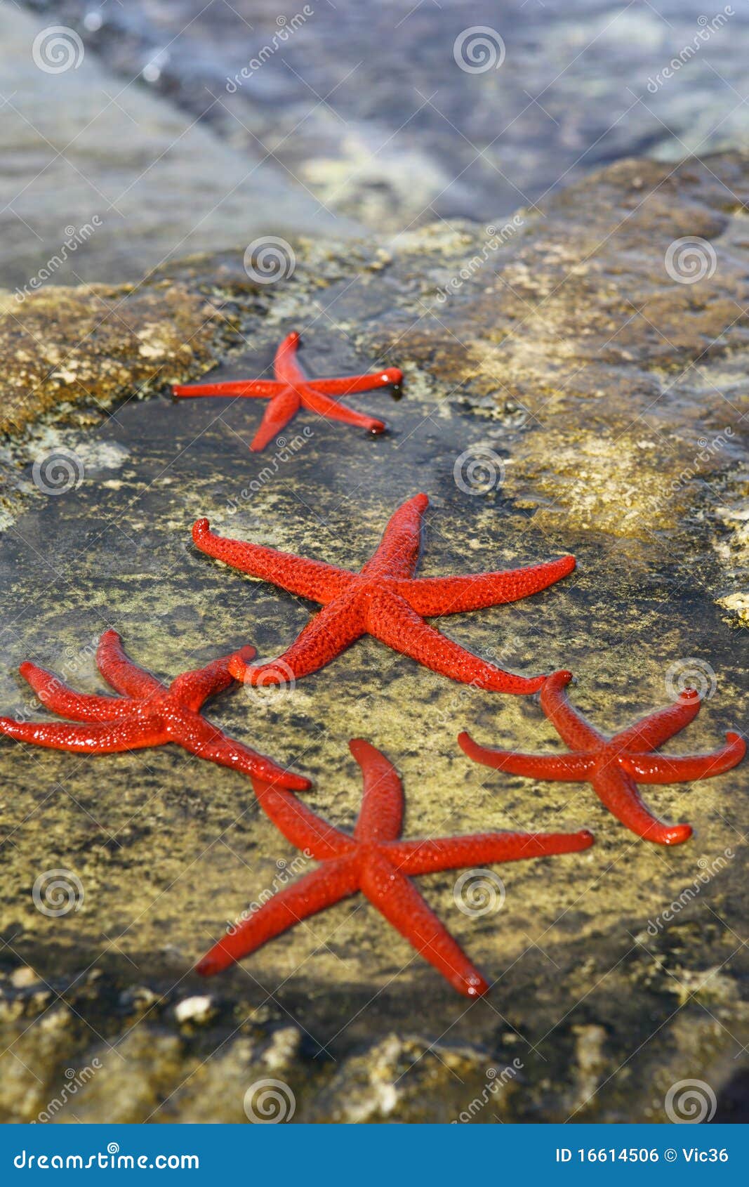 Starfish family stock photo. Image of alive, vertical - 16614506