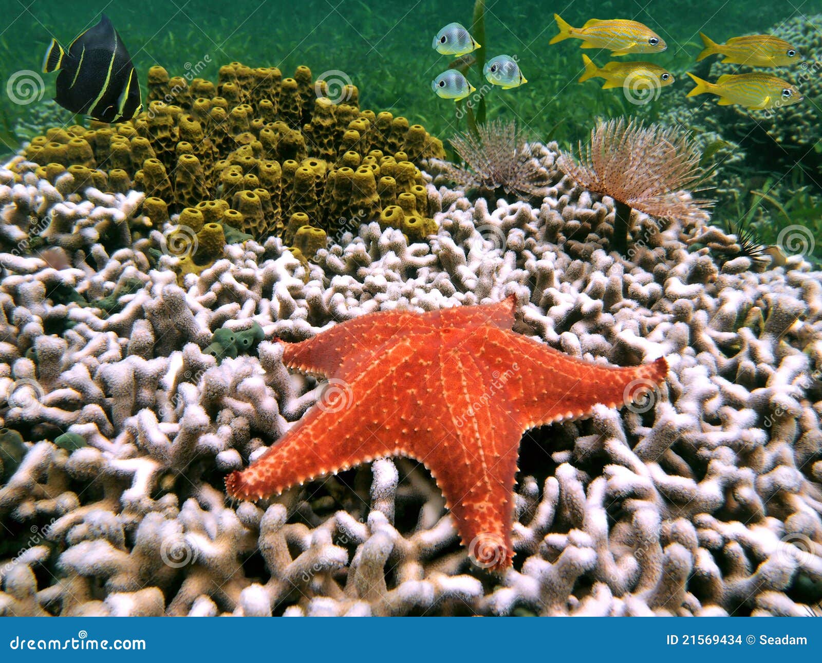 Starfish and fish stock photo. Image of school, panama - 21569434