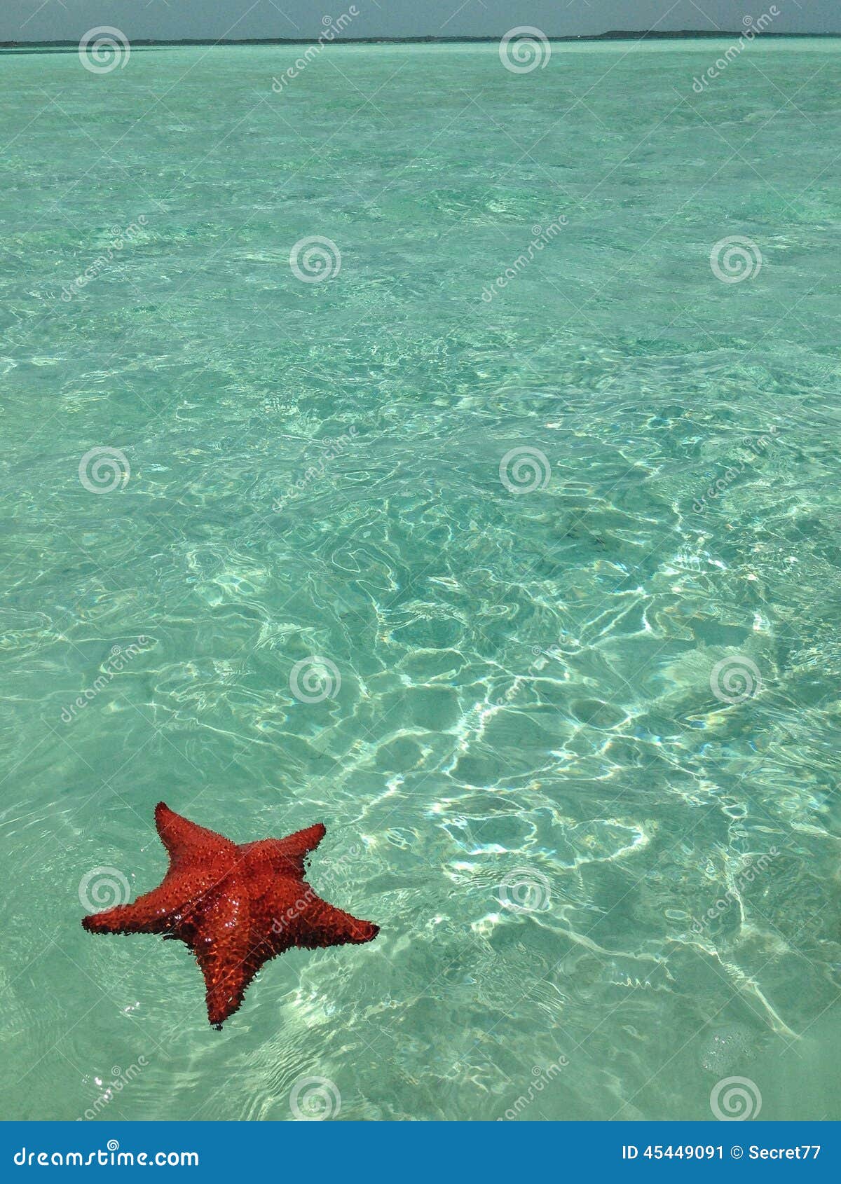 Starfish floating stock image. Image of wild, life, peaceful - 45449091
