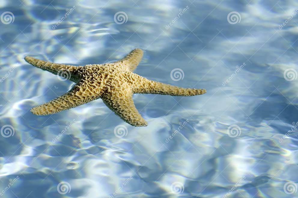 Starfish Floating on Clear Blue Water Stock Image - Image of theme ...