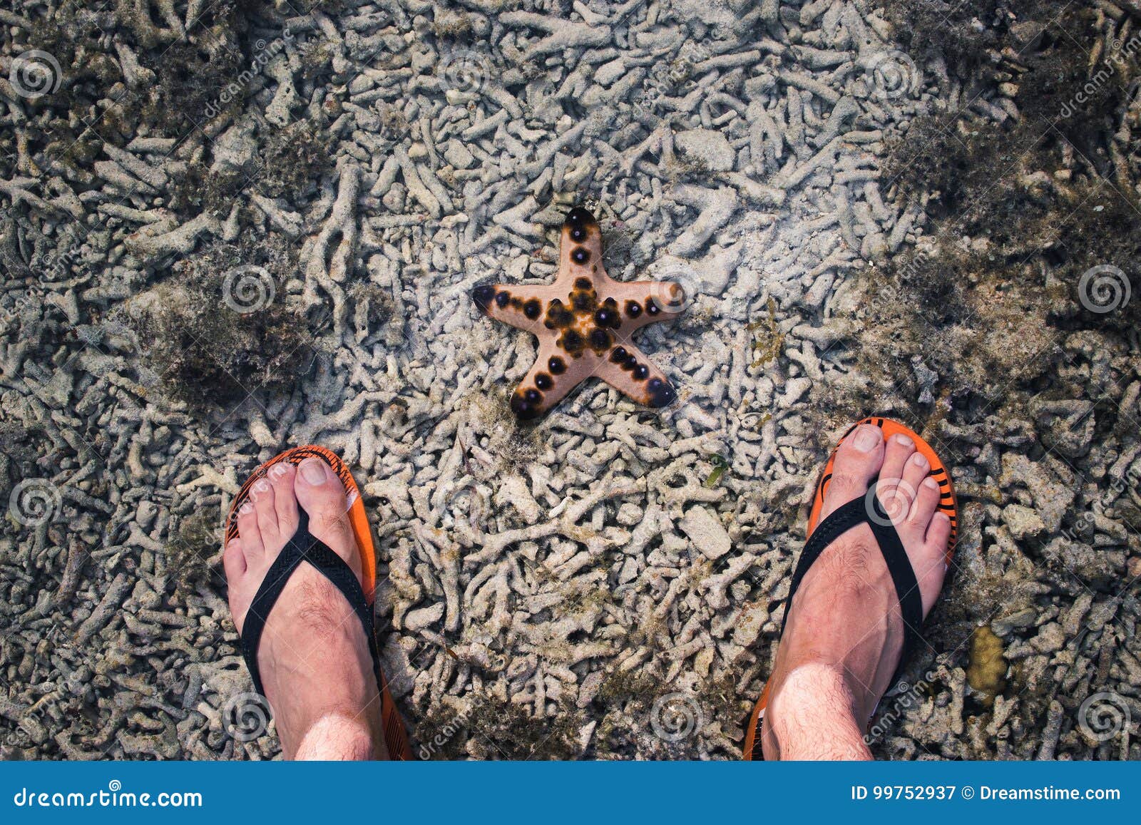 Starfish flops flip стоковое изображение. изображение насчитывающей ...